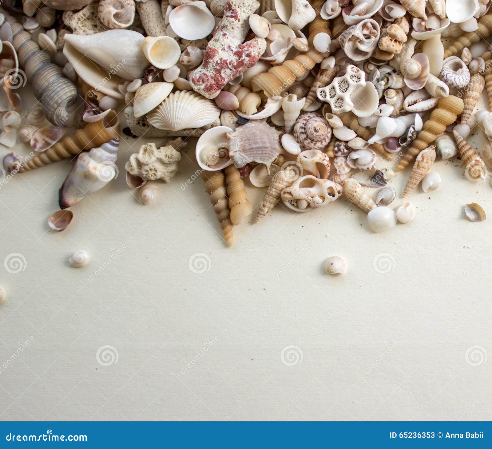 Sea Composition with Shells Stock Image - Image of empty, beach: 65236353