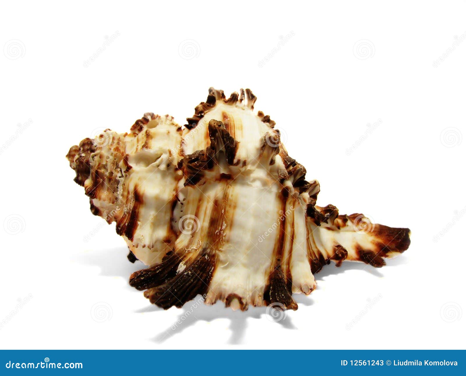 Sea Conch Isolated on White. Stock Image - Image of marine, isolated ...