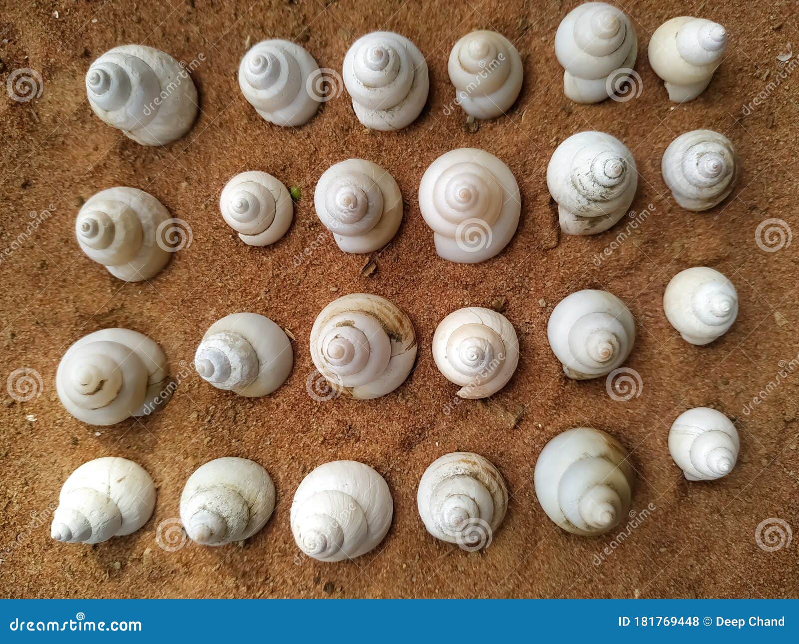 Sea Conch on the Sand Background Stock Photo - Image of shell, souvenir ...