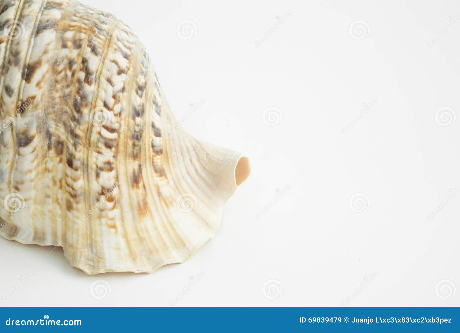 Sea Conch Shell on Background Stock Image - Image of macro, seashell ...