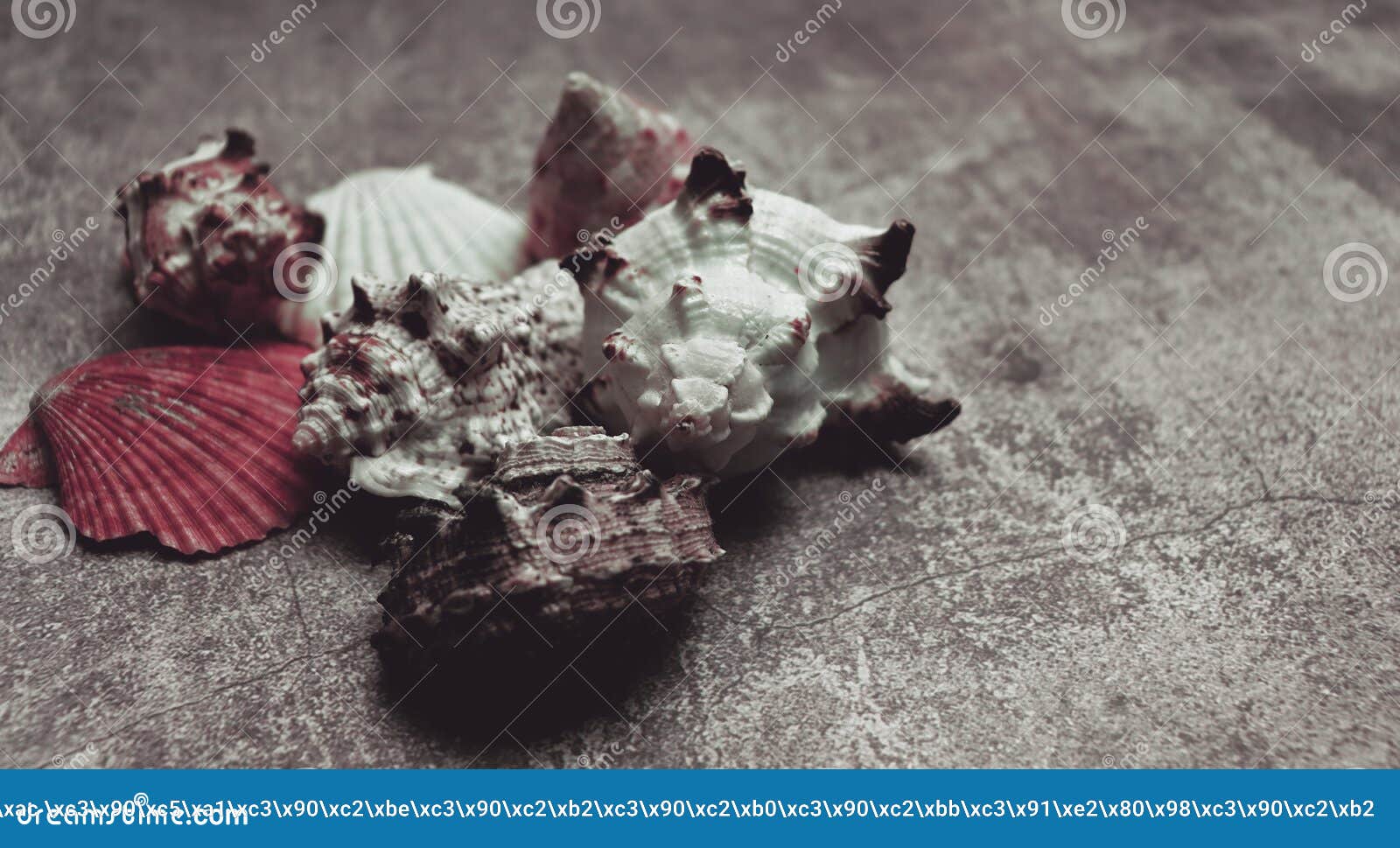 Sea Conch Shell on Gray Old Background Stock Photo - Image of marin ...