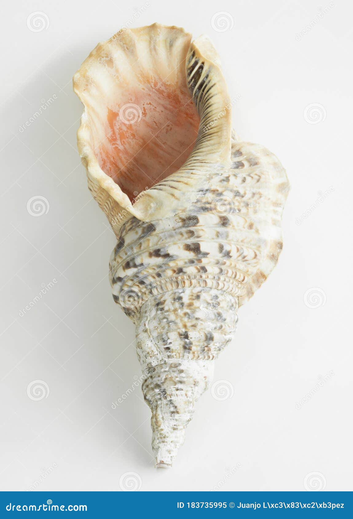 Sea Conch Shell on Isolated Background Stock Image - Image of macro ...