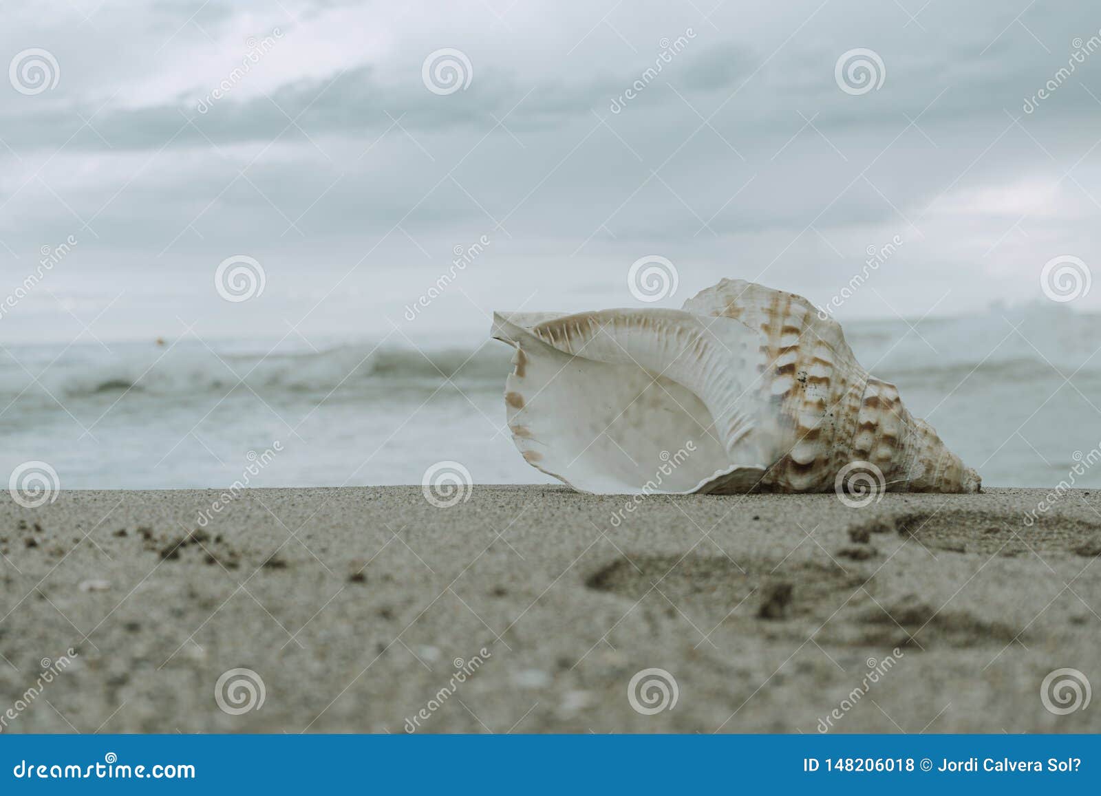 Sea Conch on the Shore of the Beach Stock Photo - Image of conch, coast ...