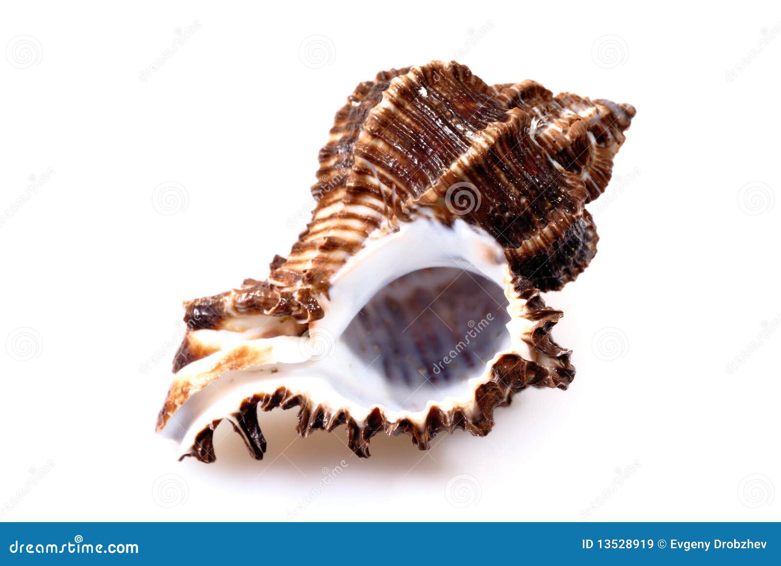 Sea conch on white stock image. Image of marine, swirl - 13528919