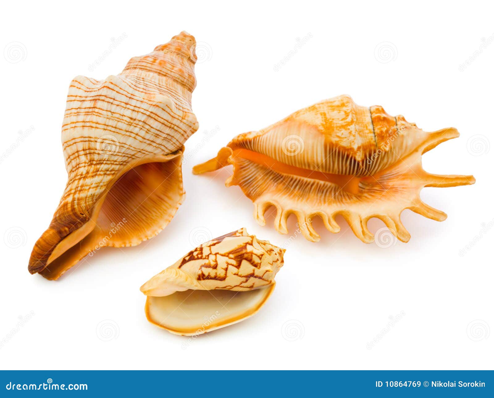 Sea conches stock image. Image of resting, fish, retreats - 10864769