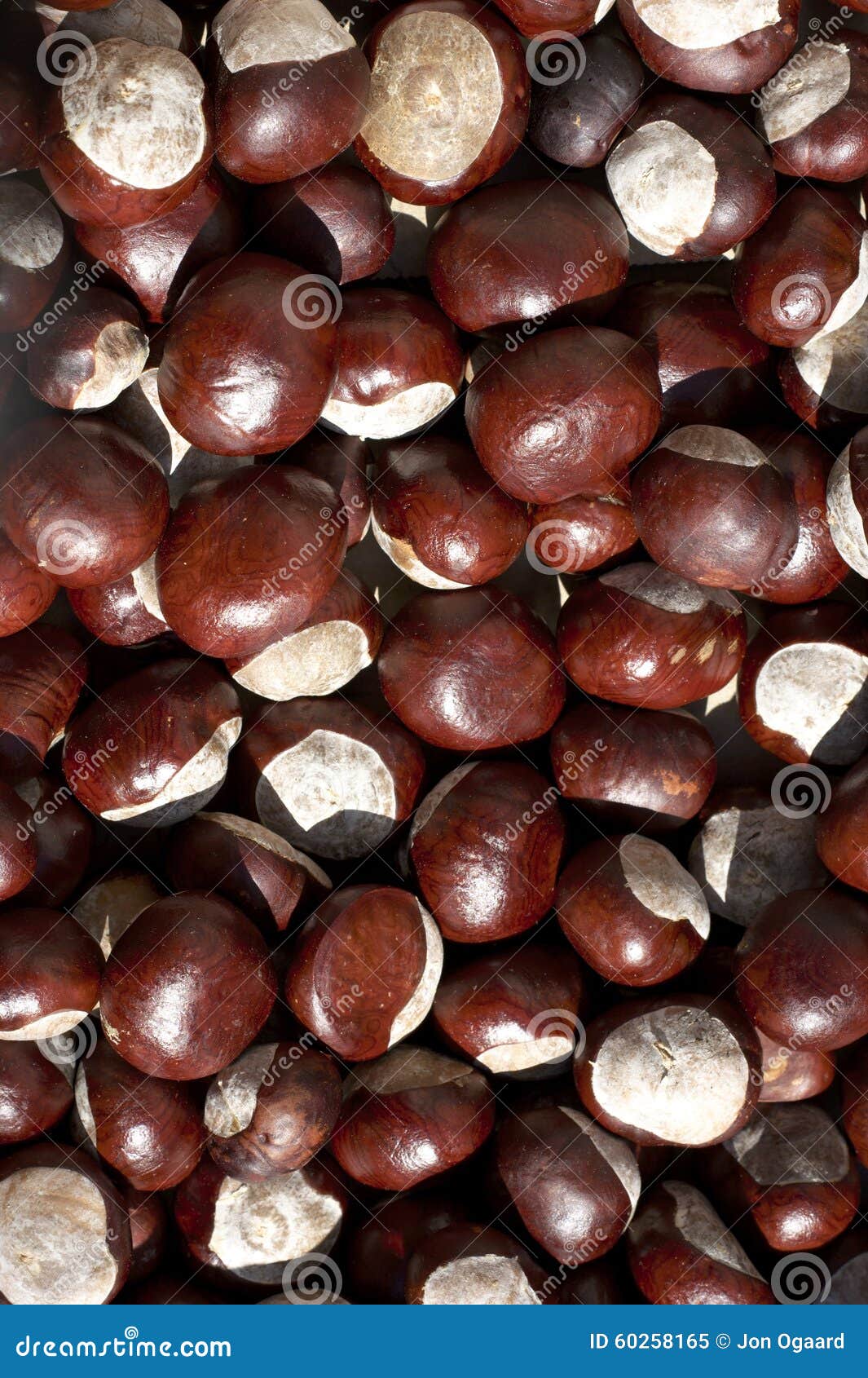 Sea of conkers stock image. Image of horse, nuts, game - 60258165
