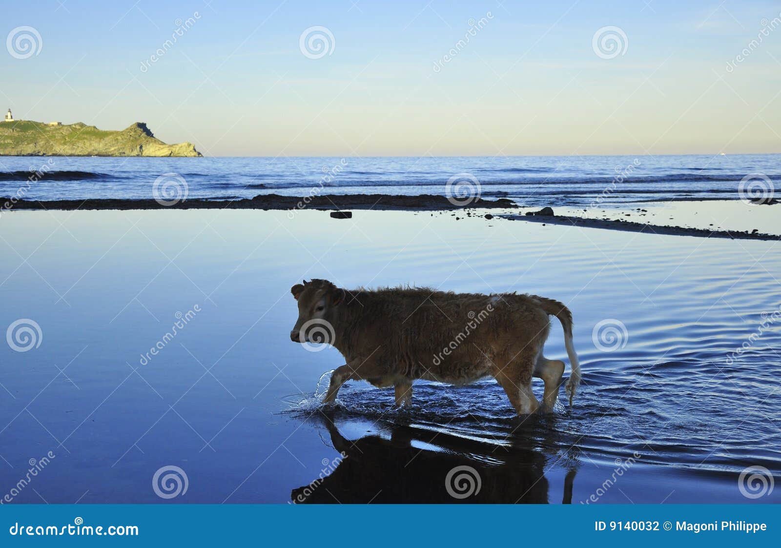 Sea cow stock photo. Image of pets, animals, water, glint - 9140032
