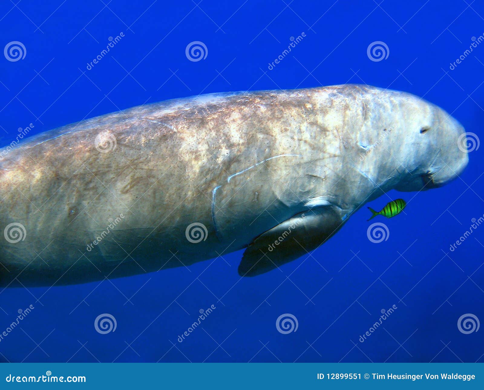 Sea cow (Dugon dugong) stock image. Image of dugongidae - 12899551