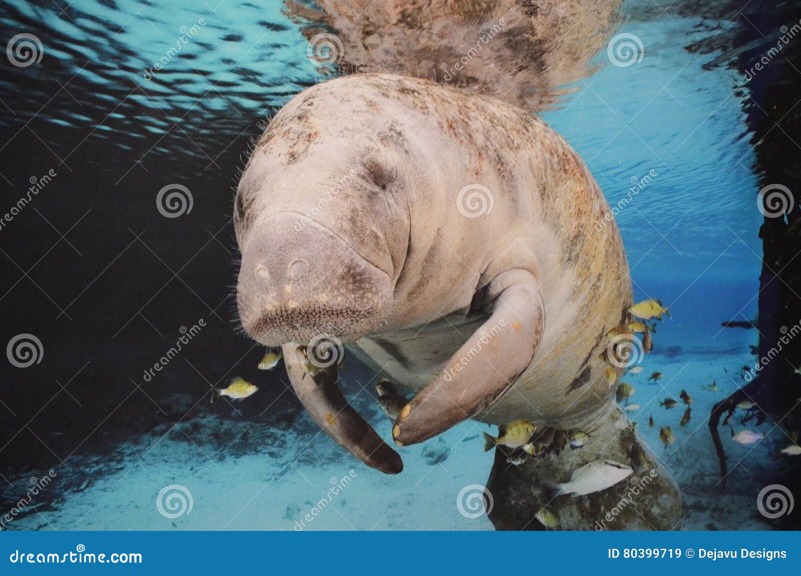 Sea Cow Swimming Underwater Stock Image - Image of nature, amazonian ...