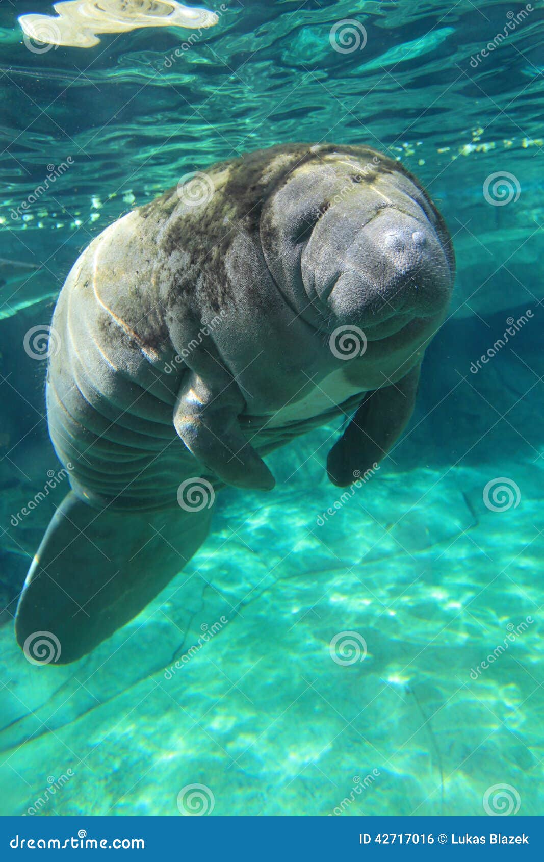 Sea cow stock photo. Image of adult, manatus, ocean, caribbean - 42717016