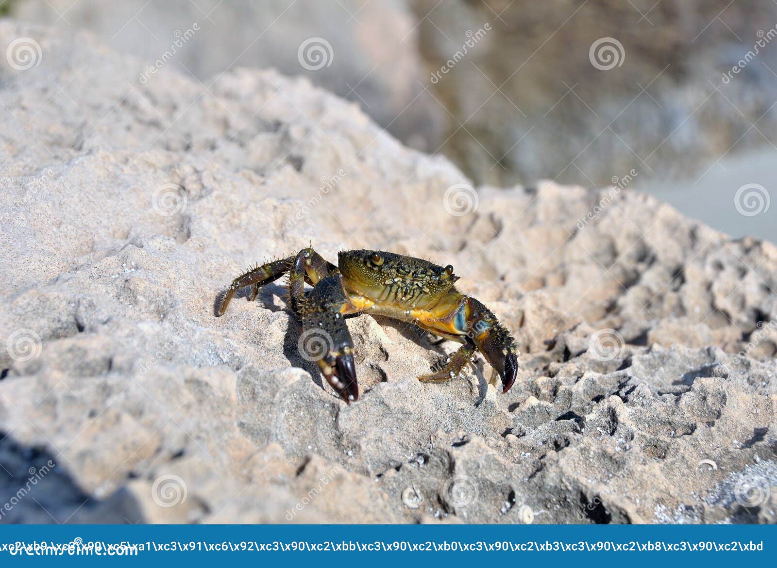 Sea crab stock image. Image of sand, arthropods, mediterranean - 60988725