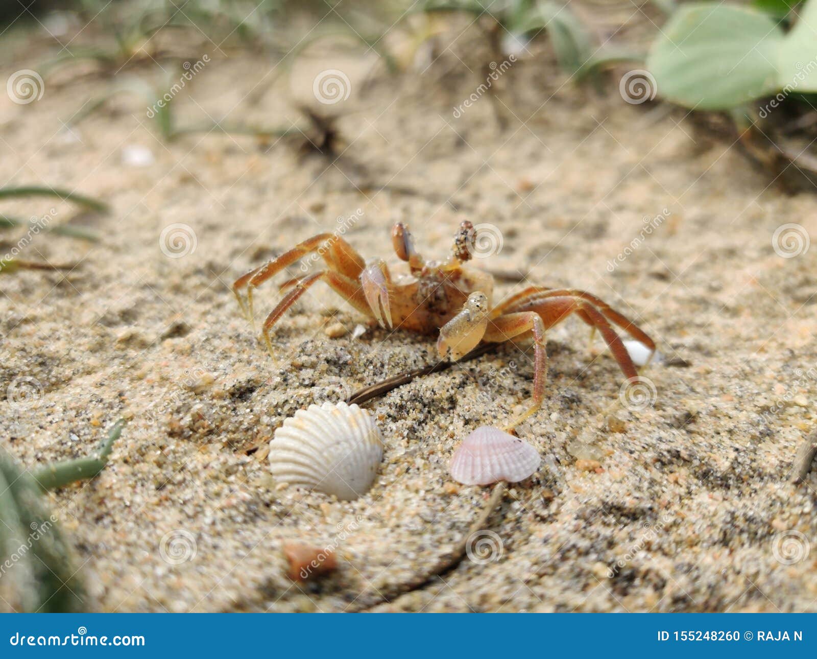 Sea crab near shell stock photo. Image of shell, nature - 155248260