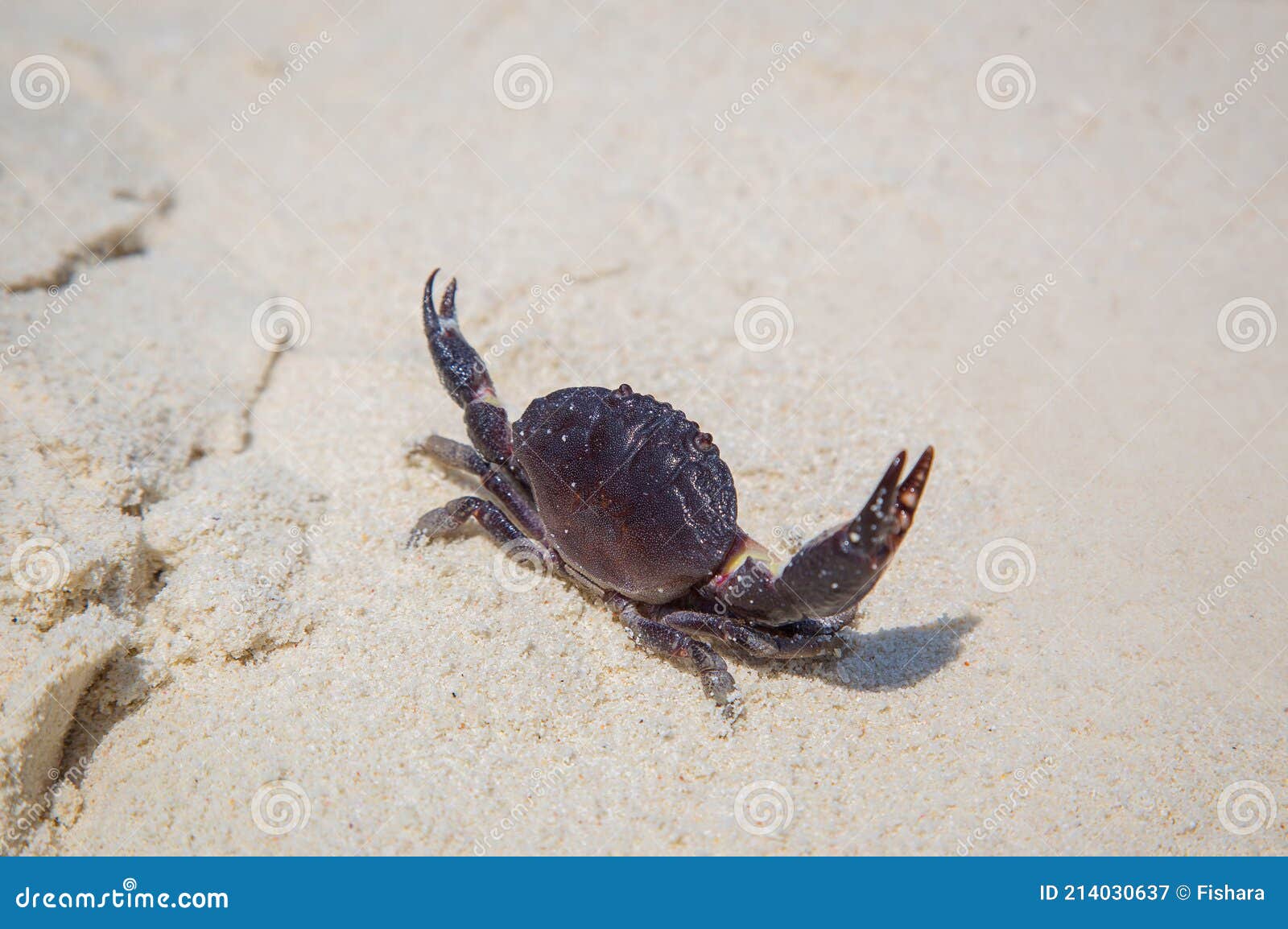 Sea Crab Protecting Himself on the Sandy Shore Stock Image - Image of ...