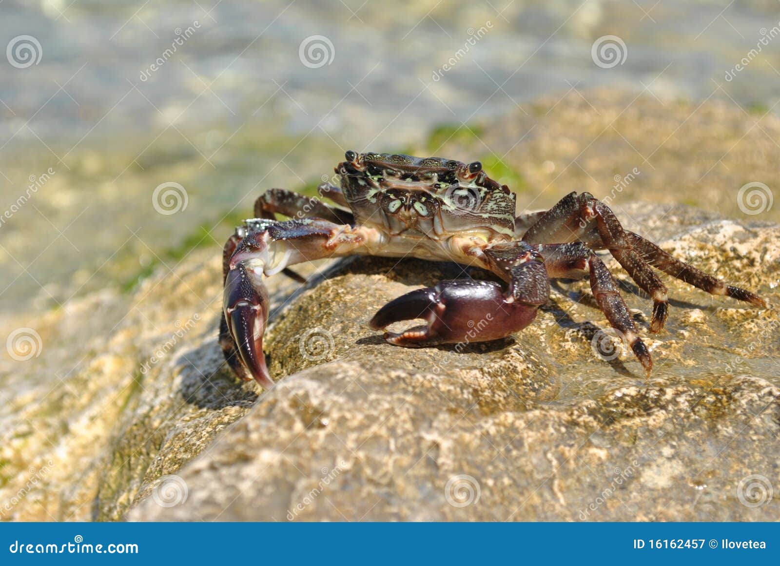 Sea crab on the rock stock image. Image of arthropods - 16162457
