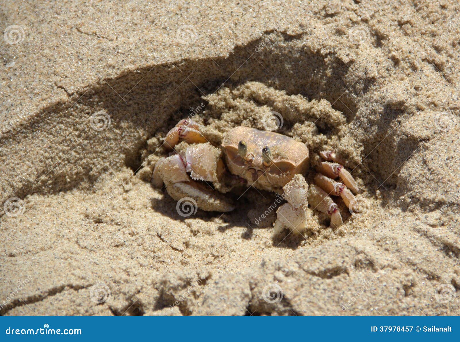 Sea crab in the sand stock image. Image of wild, claw - 37978457