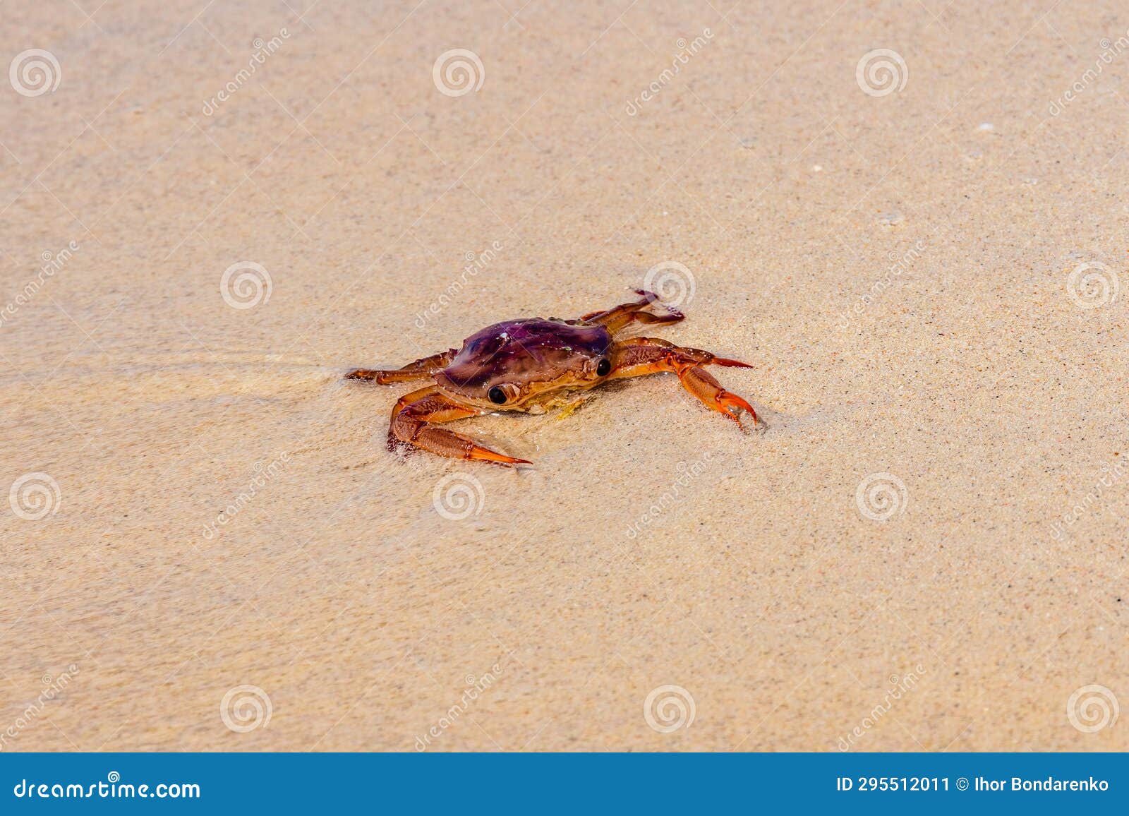Sea Crab on a Sand at Beach Stock Image - Image of creature, crab ...