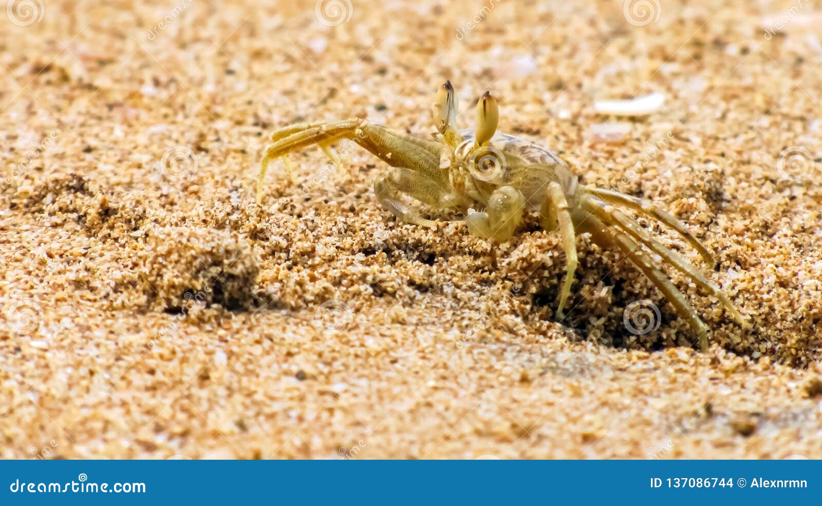 Sea crab in the sand stock photo. Image of island, claws - 137086744
