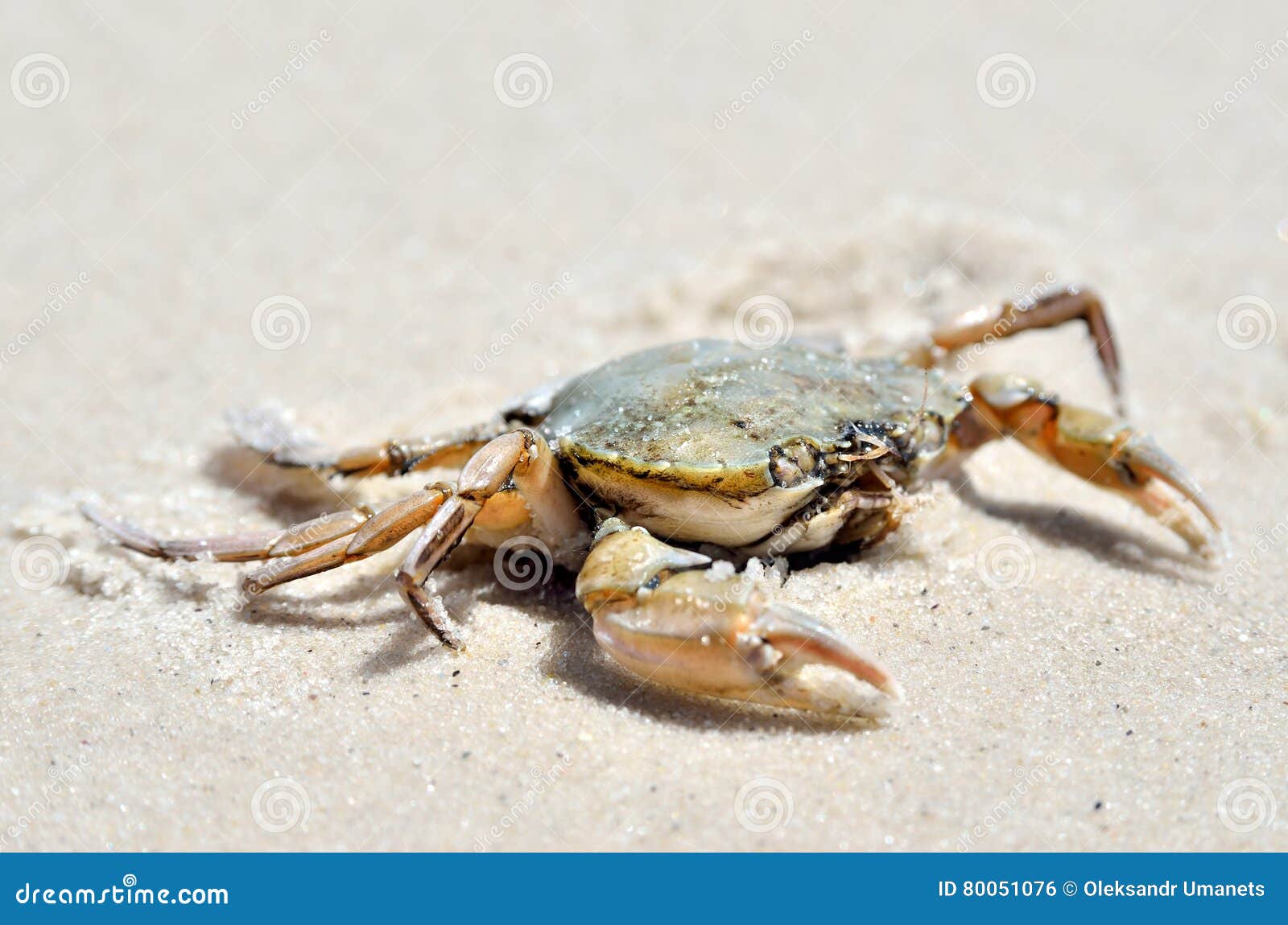 Sea Crab on the Sand on the Seashore Stock Photo - Image of marine ...