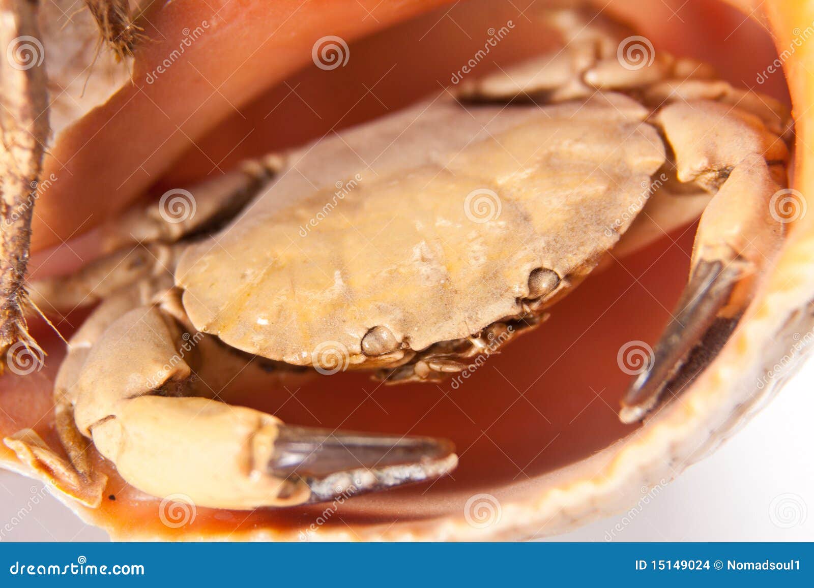 Sea crab in shell stock photo. Image of close, shell - 15149024