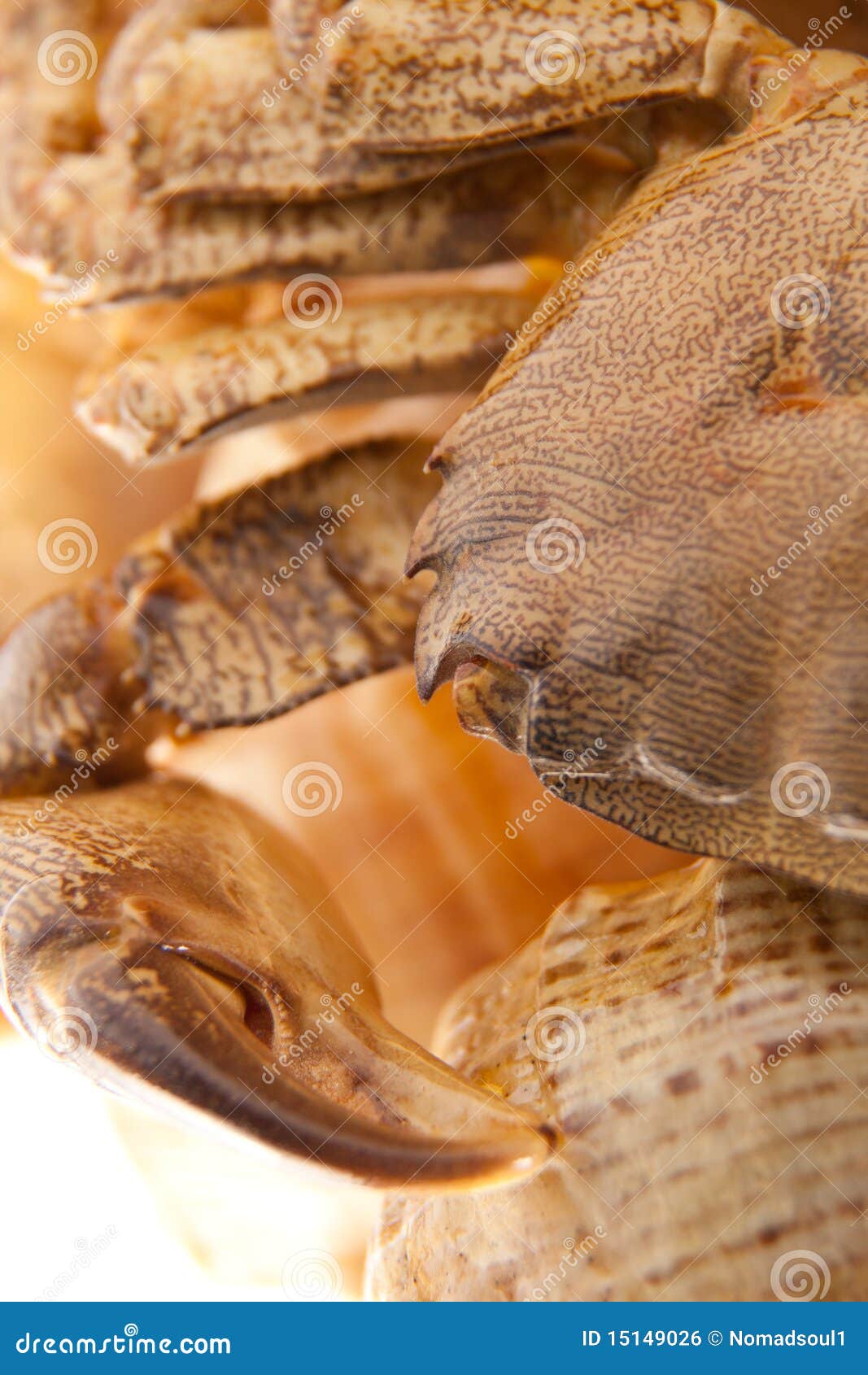 Sea crab on shell stock photo. Image of animal, shell - 15149026