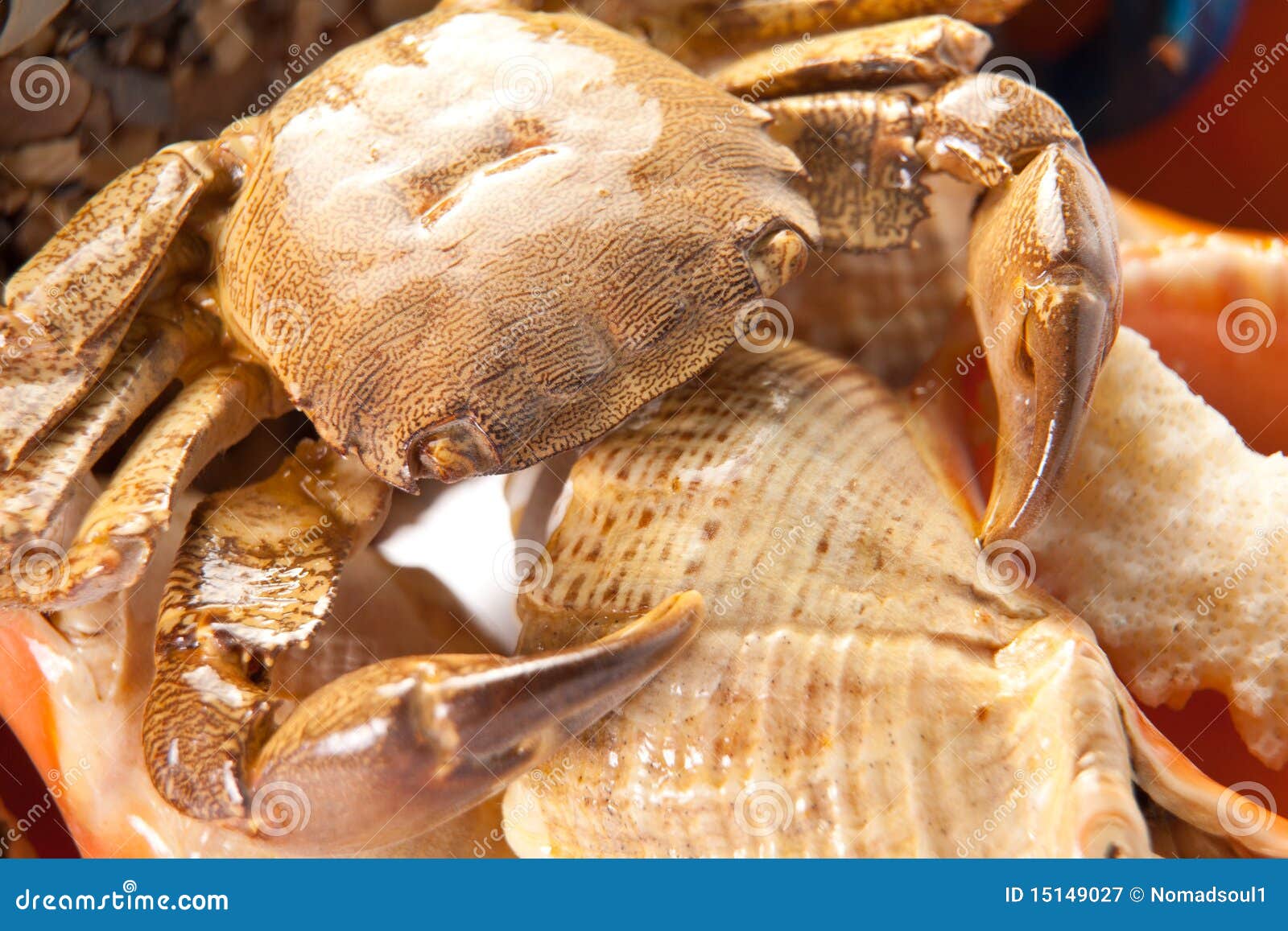 Sea crab on shell stock image. Image of coastal, meal - 15149027
