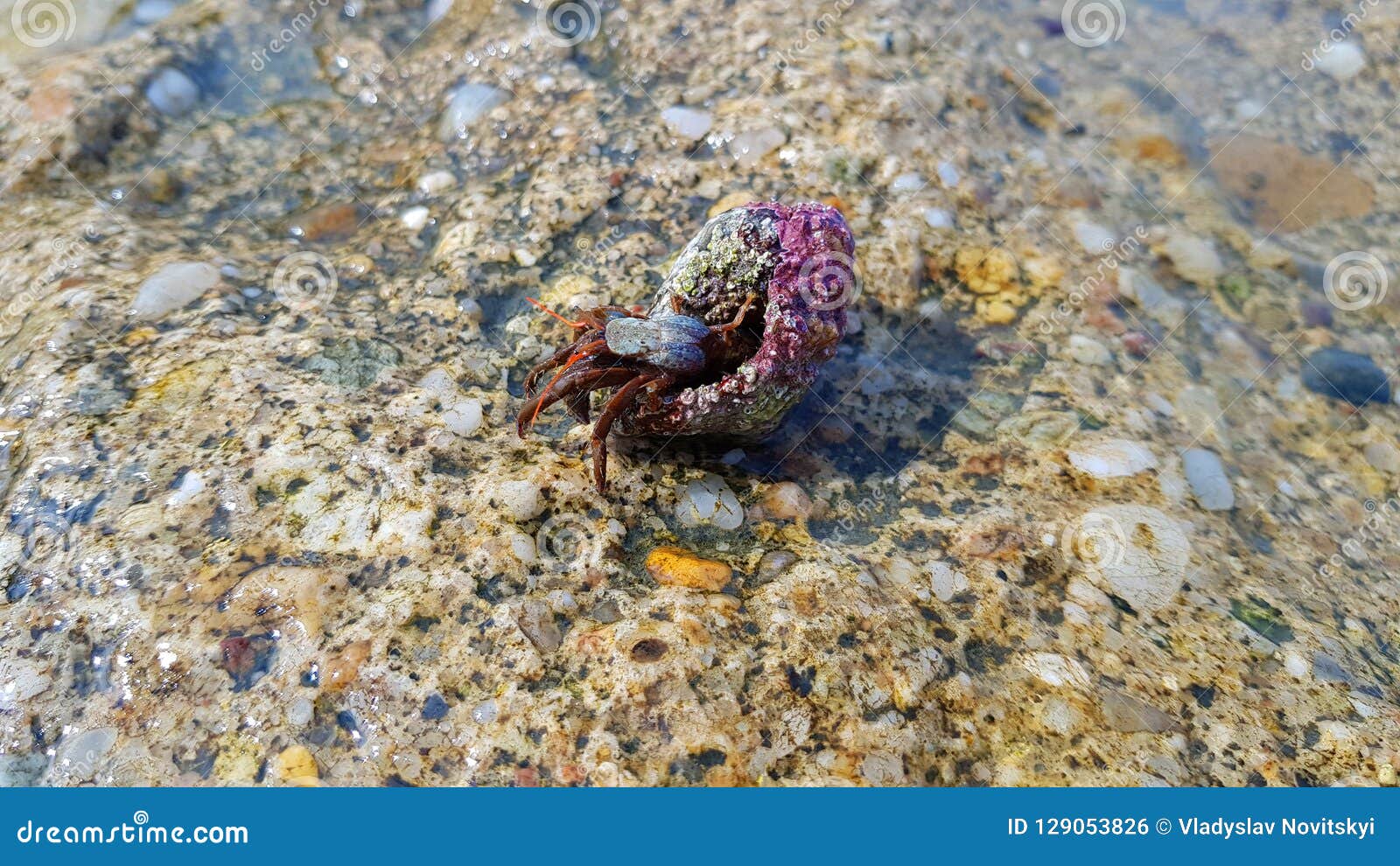 Sea crab in a shell stock photo. Image of green, house - 129053826