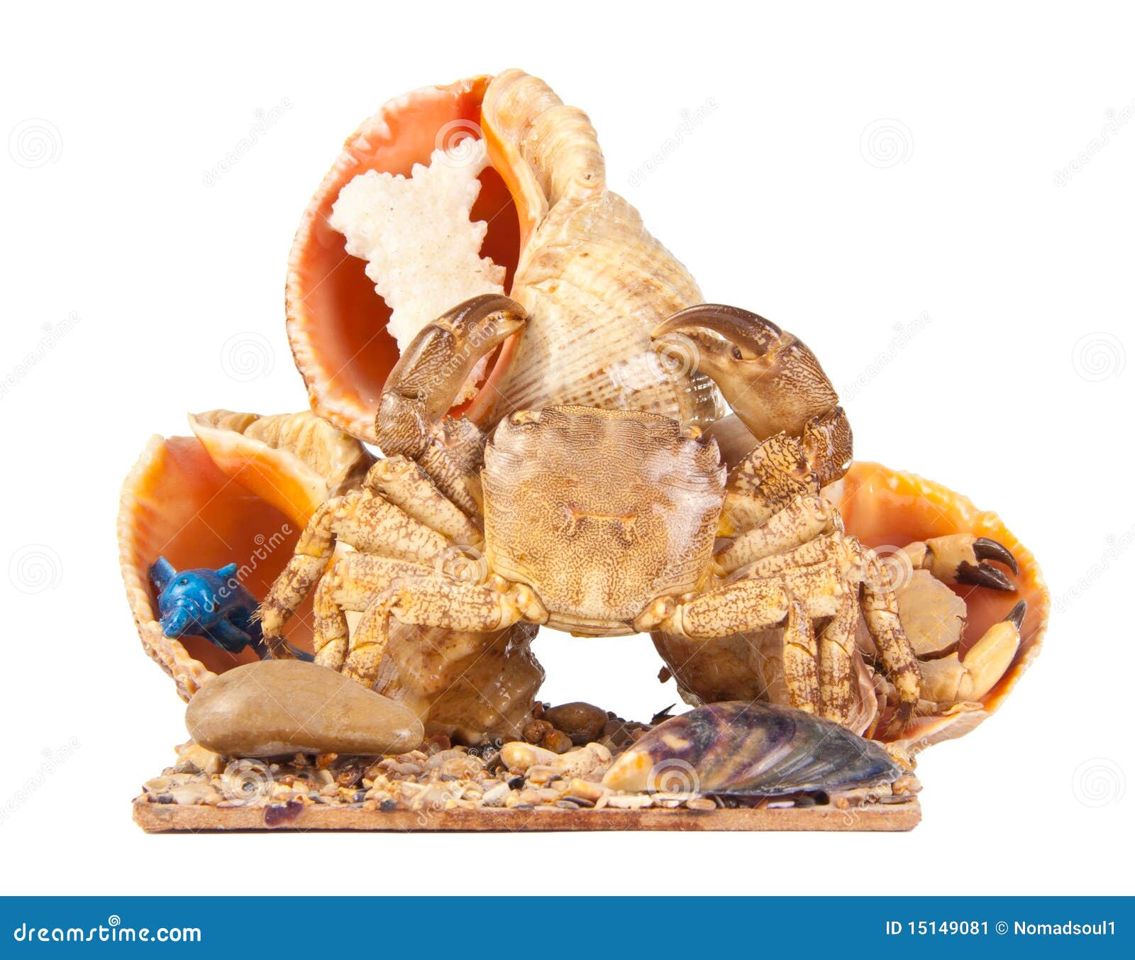 Sea crab and shells stock image. Image of gift, ocean - 15149081