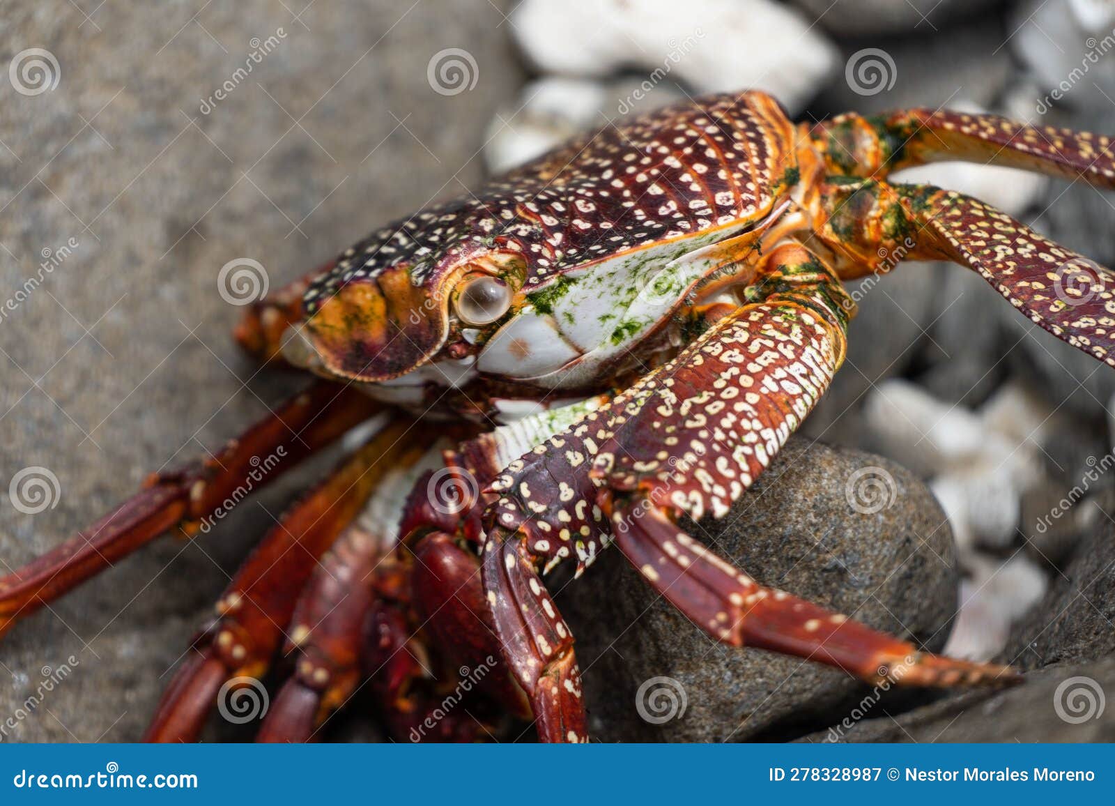 Sea Crab Sitting on a Wet Rock Near the Sea Stock Image - Image of crab ... Sea Crab Sitting on a Wet Rock Near the Sea Stock Image - Image of crab ...