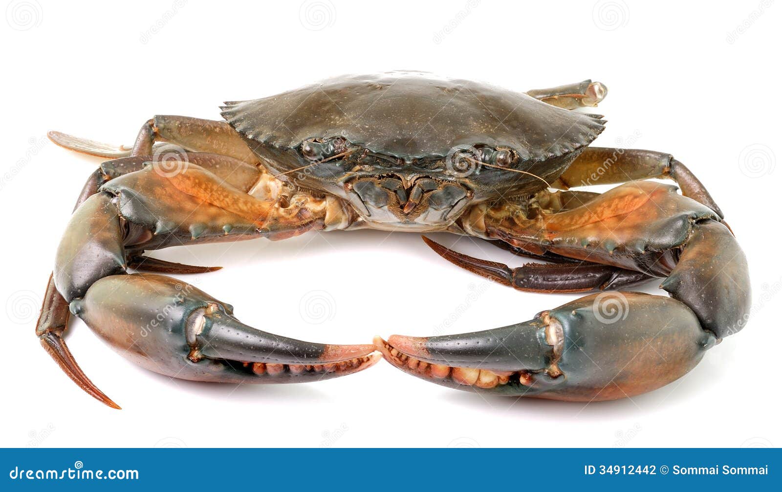 Sea Crab on White Background Stock Photo - Image of shell, marine: 34912442