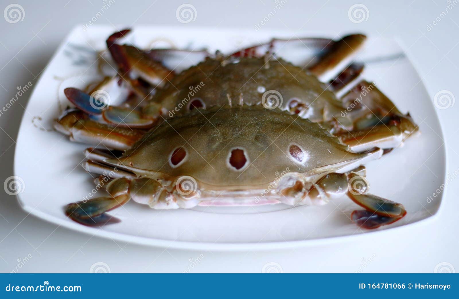 Sea crab stock photo. Image of tasty, crab, crabs, white - 164781066