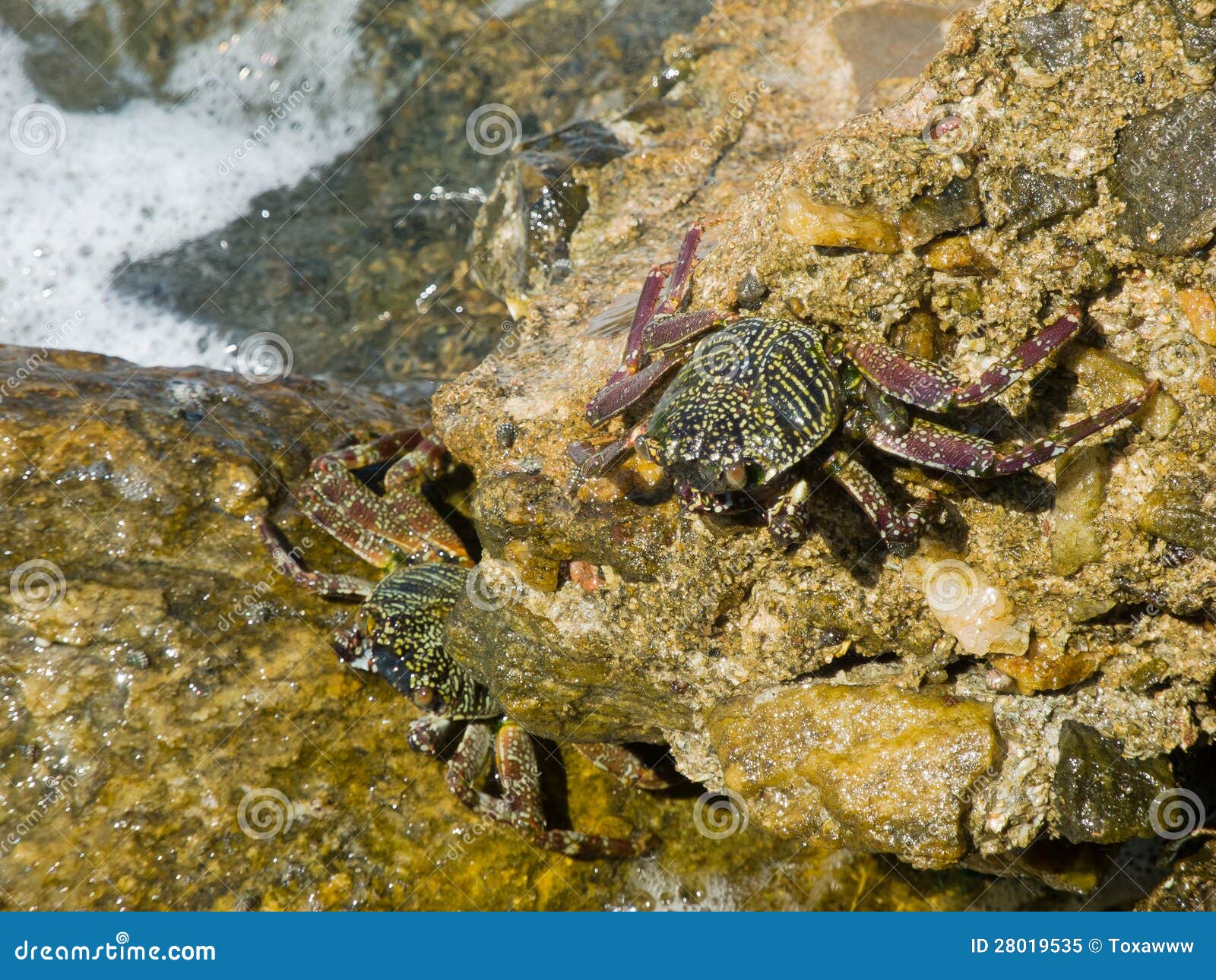 Sea crabs stock image. Image of stone, claw, rocks, ocean - 28019535