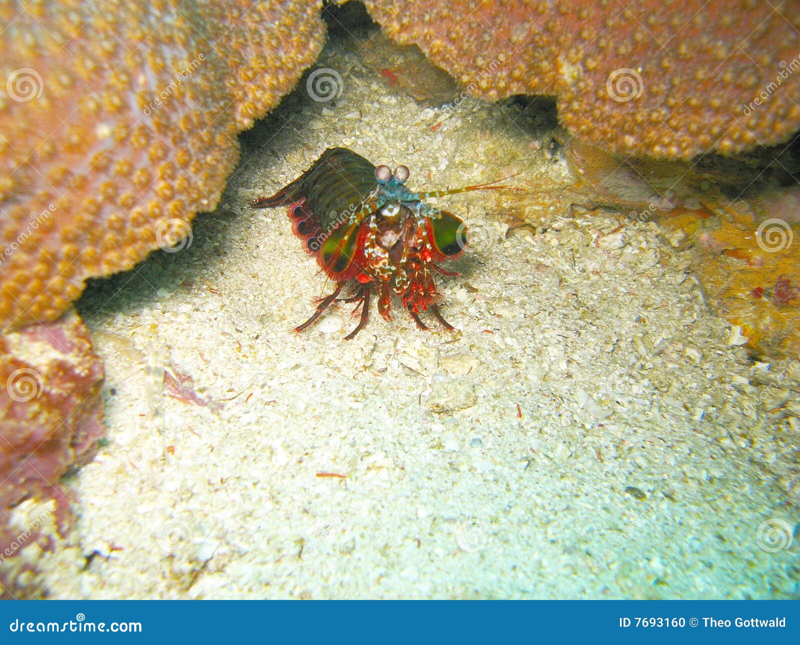 Sea creature on coral reef stock photo. Image of colour - 7693160