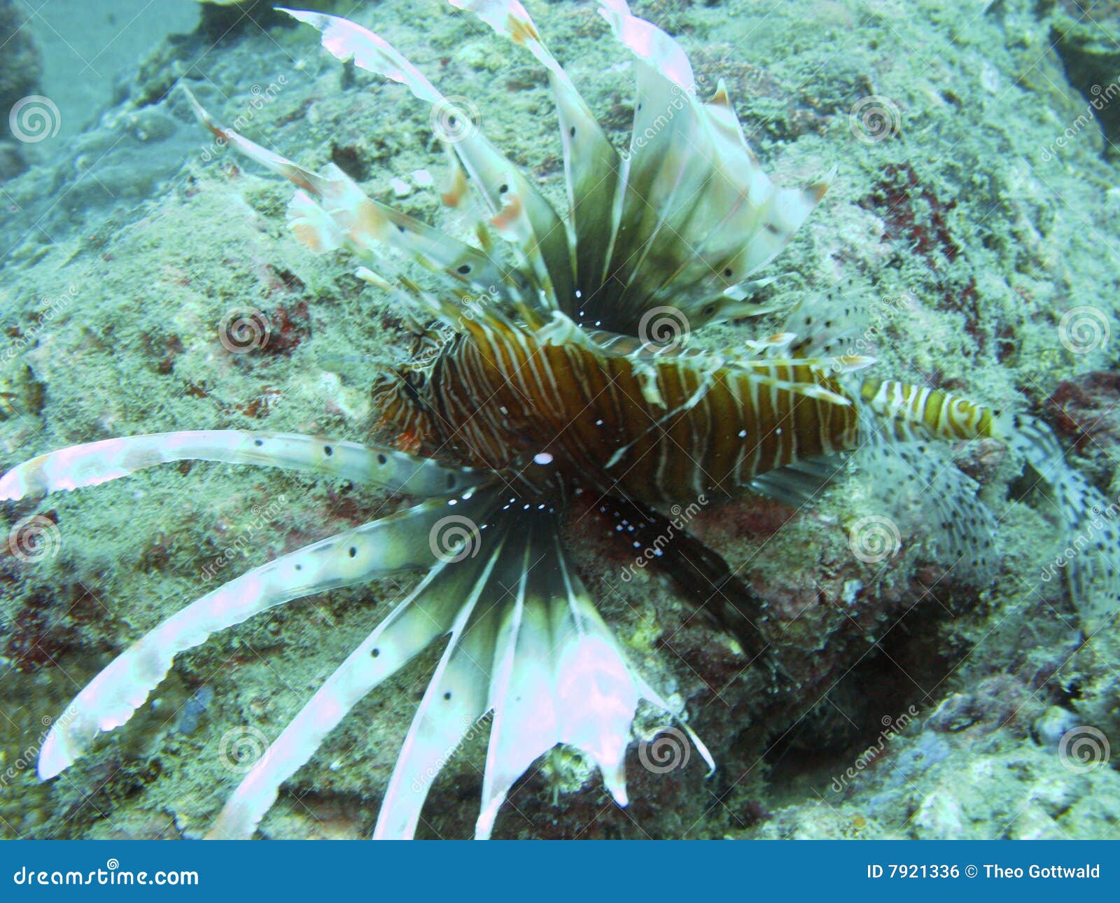 Sea Creature and Coral Reef Stock Photo - Image of habitat, ocean: 7921336