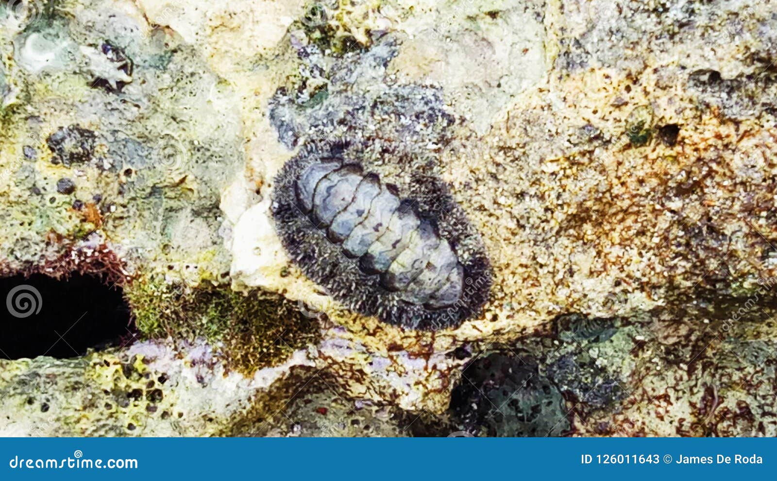 Sea creature in the rocks stock image. Image of mactan - 126011643