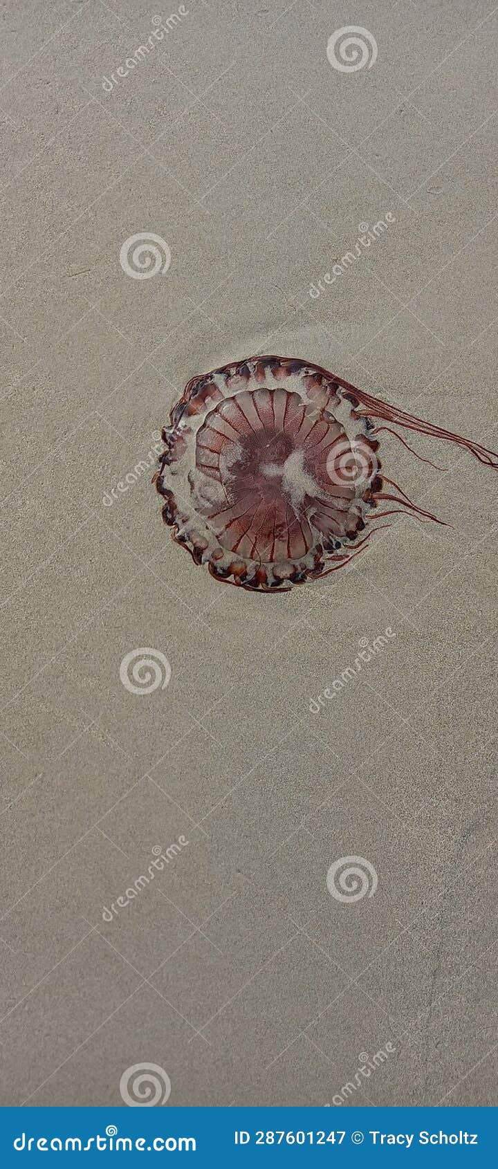 Sea Creature Sand Water Beach Stock Image - Image of creature, beach ...
