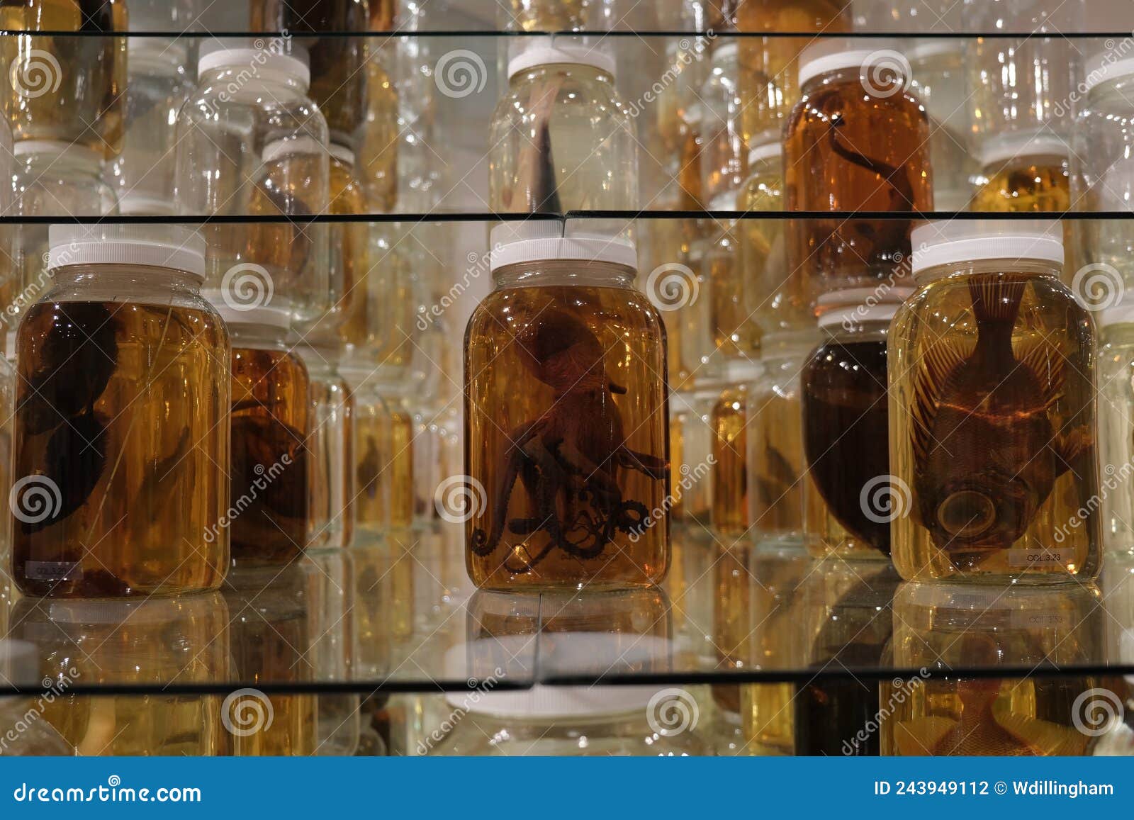 Sea Creature Specimen Preserved in a Jar Stock Photo - Image of octopus ...