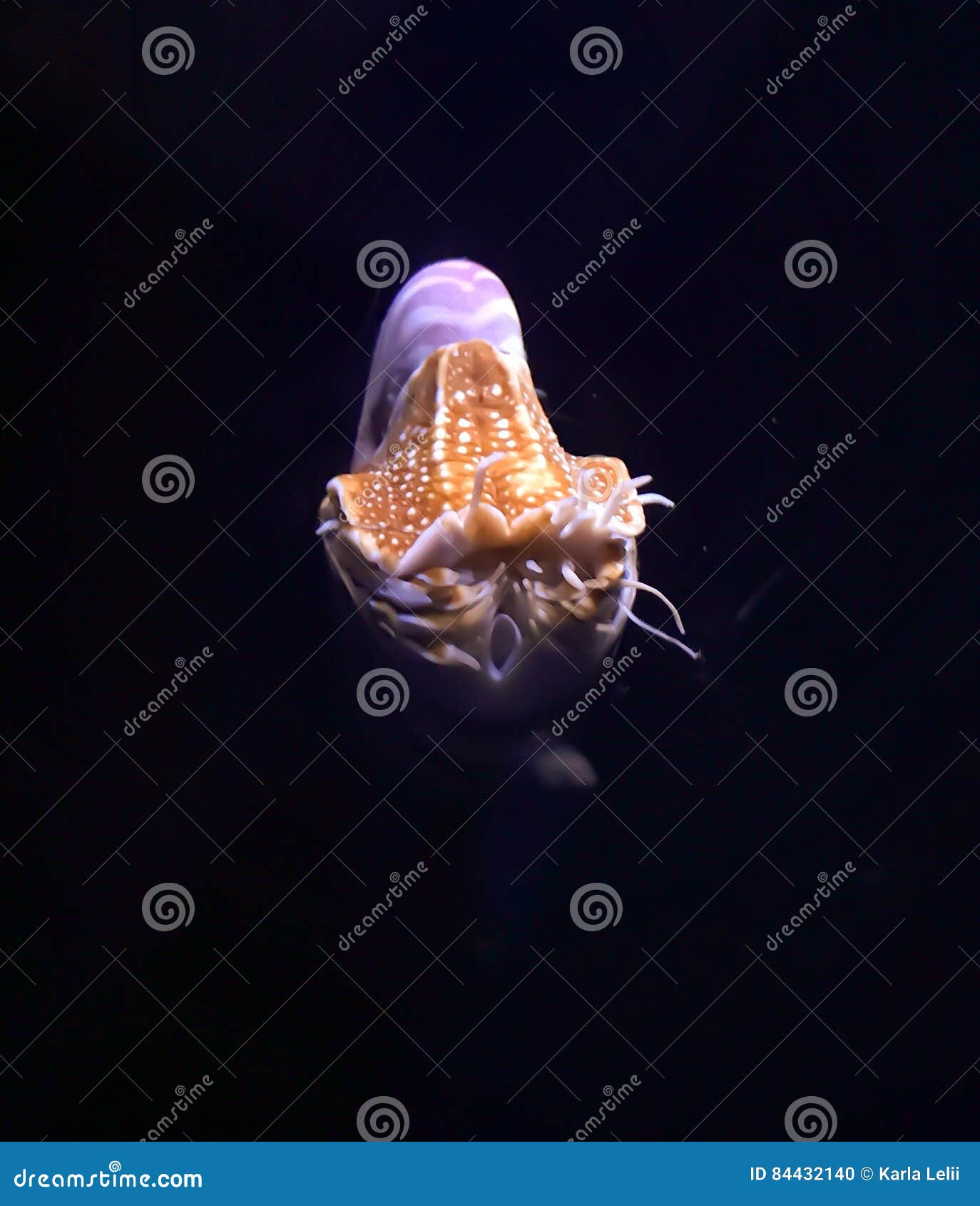 Sea creature stock photo. Image of strange, shell, swiming - 84432140