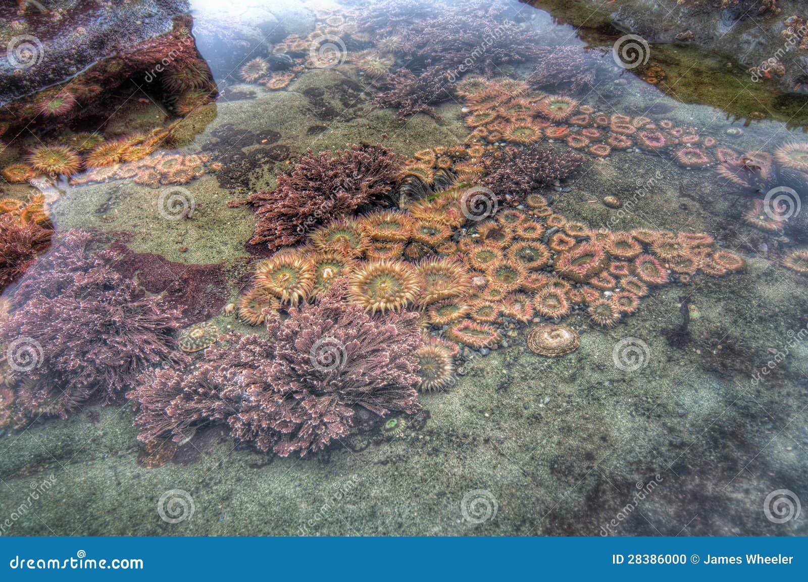 Sea Creature in Tidal Pool stock photo. Image of park - 28386000