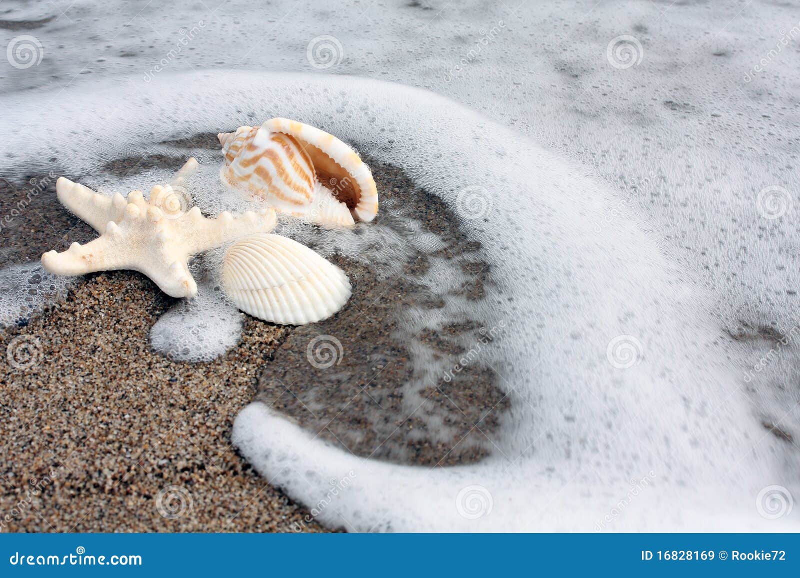 Sea creatures stock image. Image of spume, coast, summer - 16828169