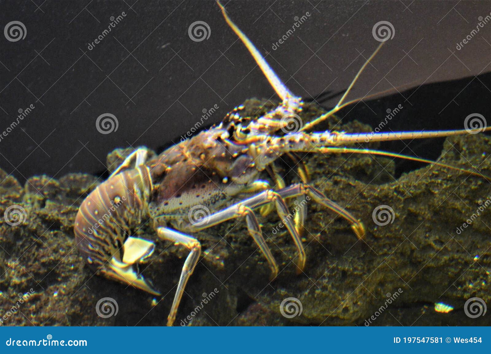 Sea Creatures Crawling Along the Bottom of the Salt Water Tank Stock ...