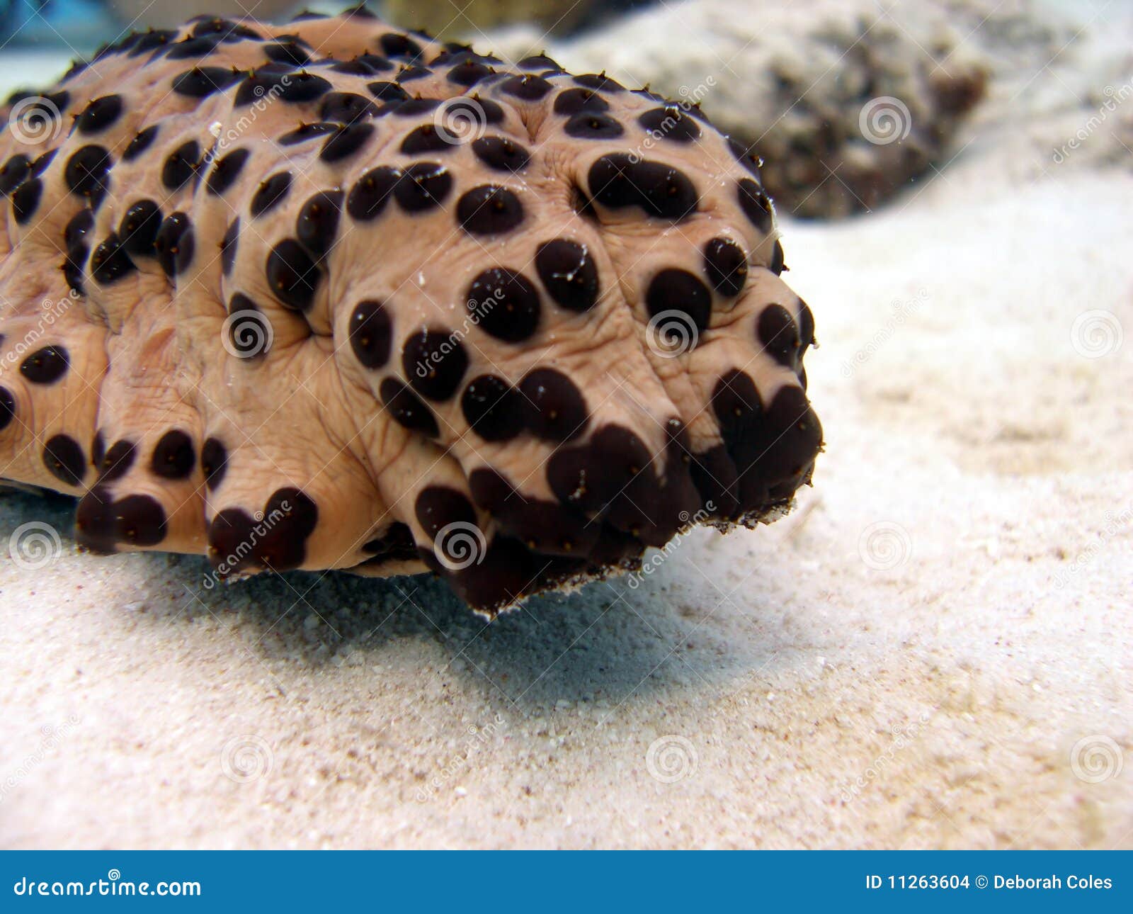 Sea Cucumber stock photo. Image of islands, bright, colour - 11263604