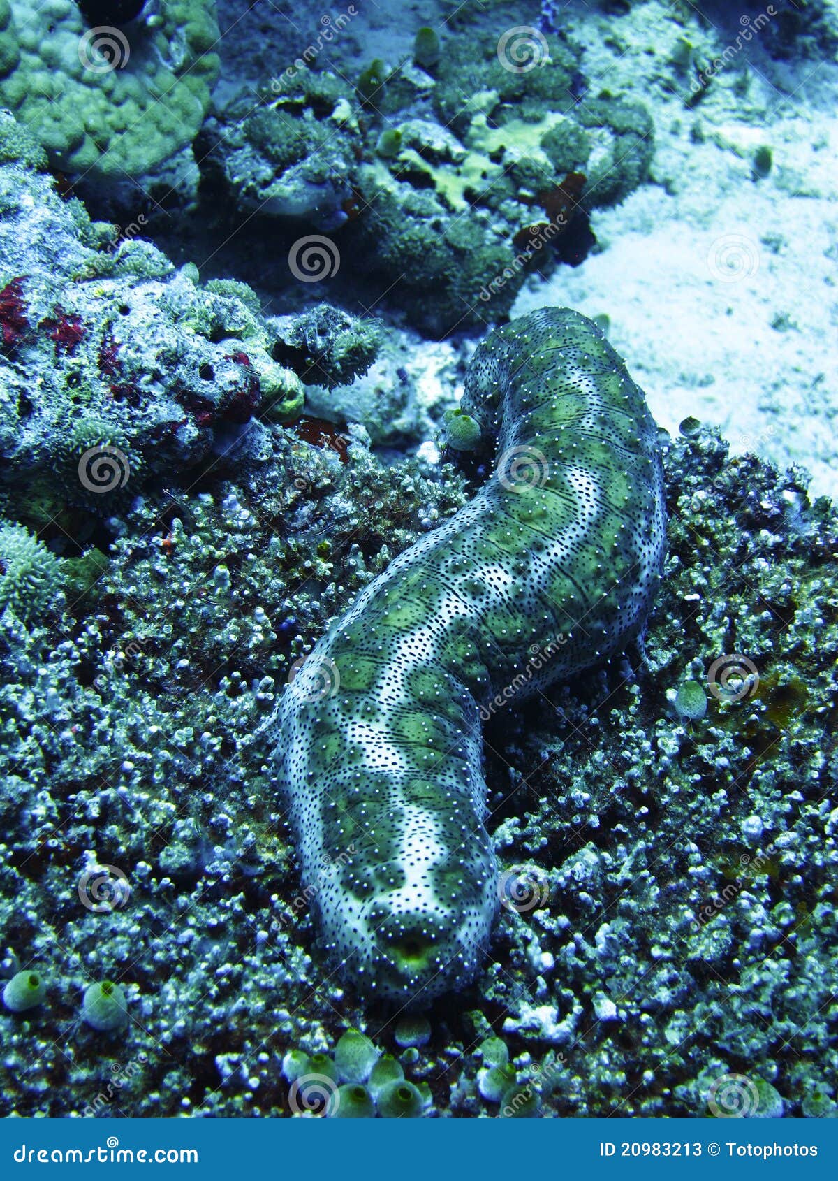 Sea cucumber stock image. Image of holothurian, close - 20983213