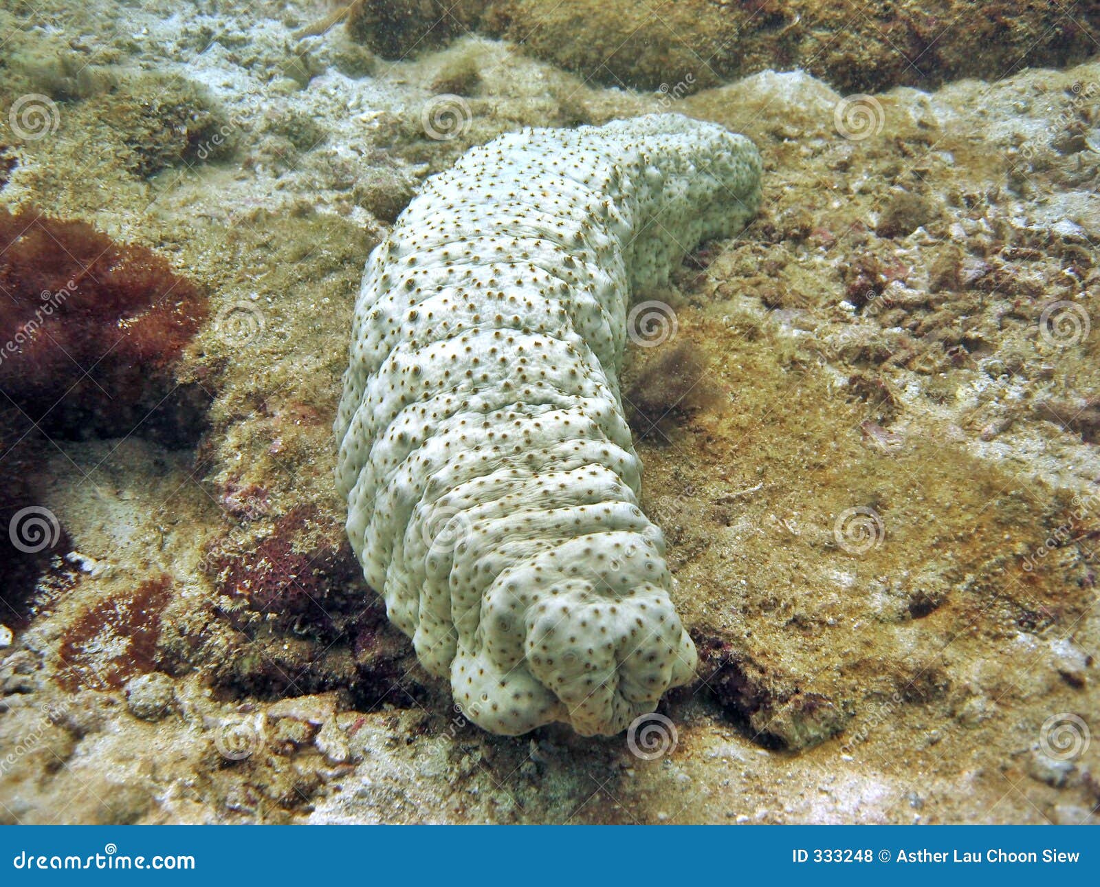 Sea Cucumber stock photo. Image of holothurian, bottom - 333248