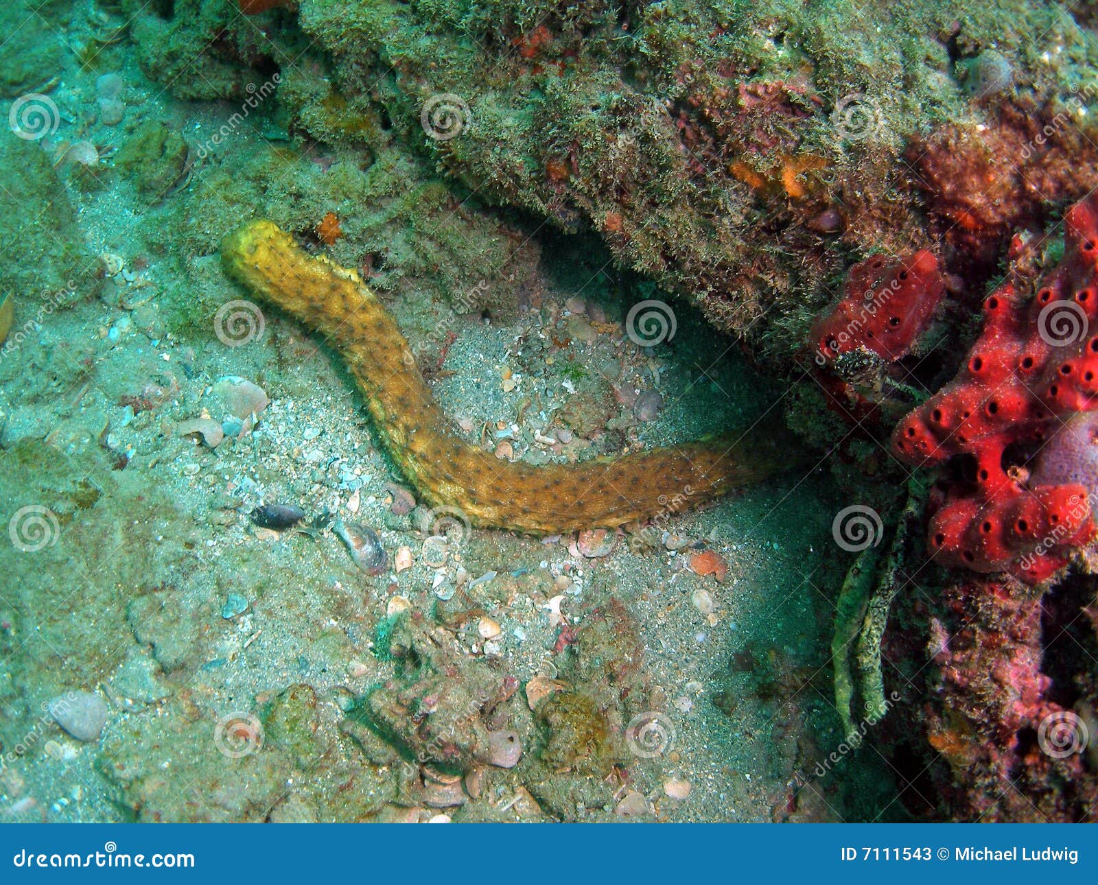Sea Cucumber stock image. Image of fish, bluestriped, camera - 7111543
