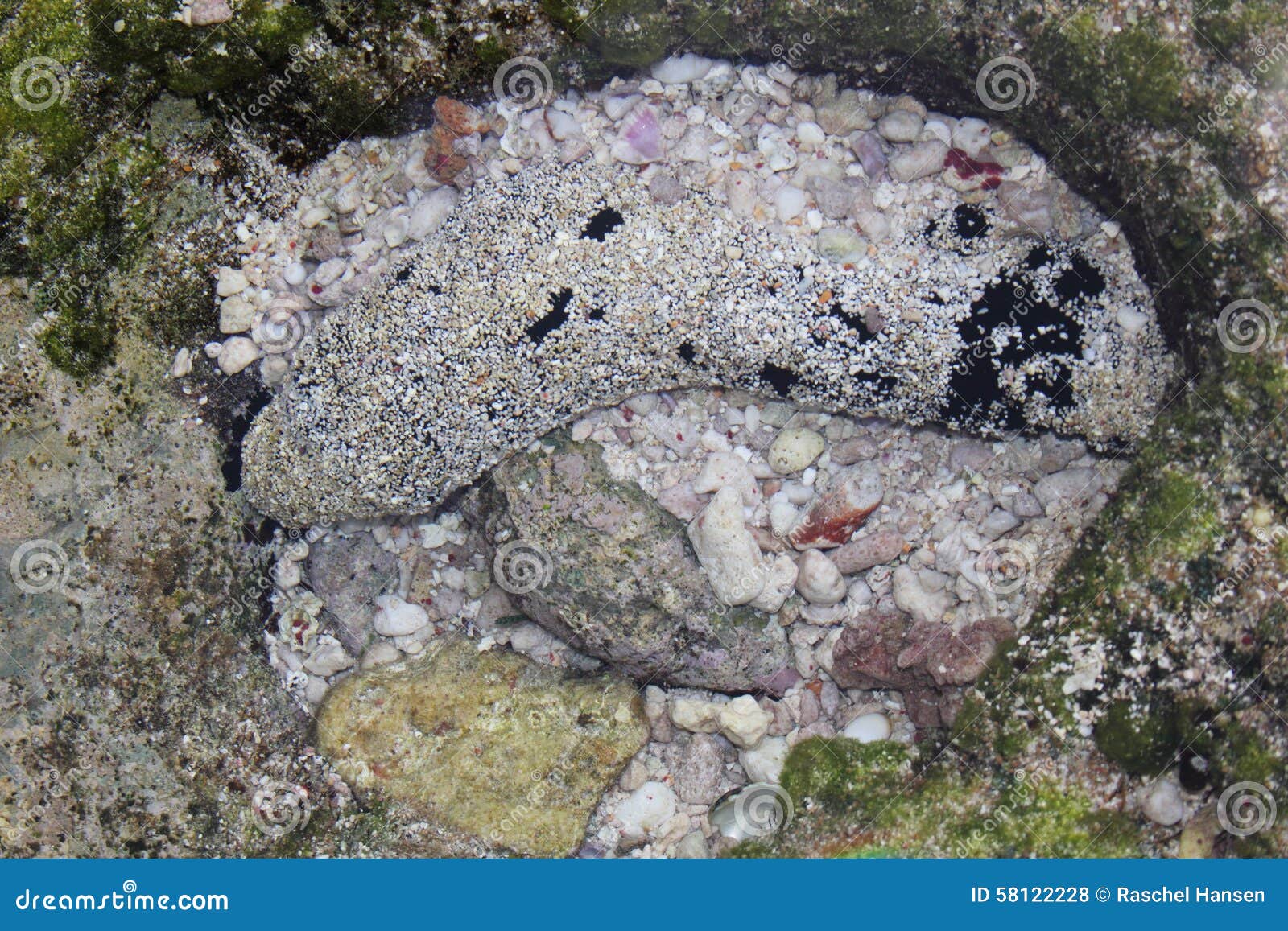 Sea Cucumber stock photo. Image of shells, background - 58122228