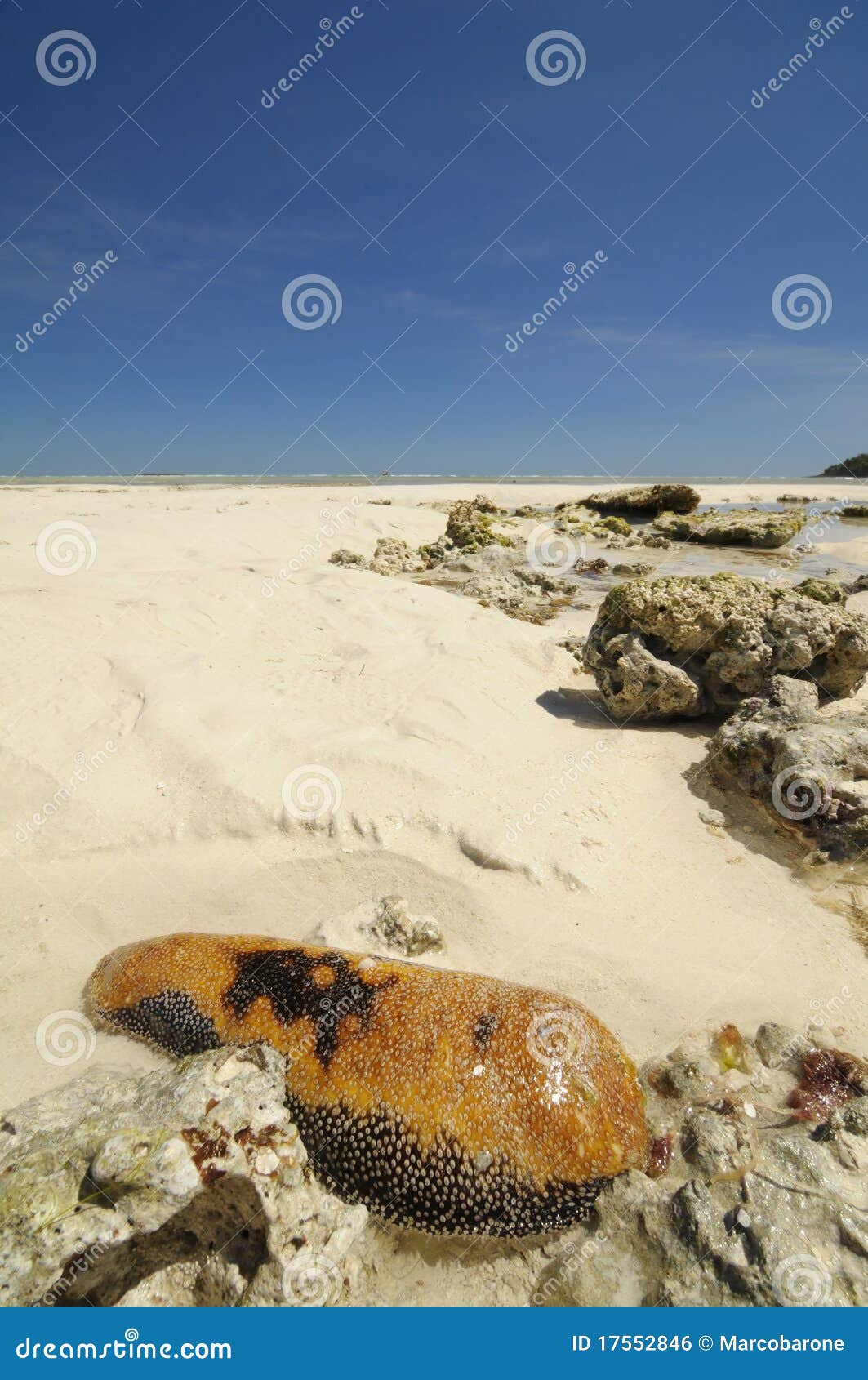 Sea cucumber - holothurian stock photo. Image of beach - 17552846