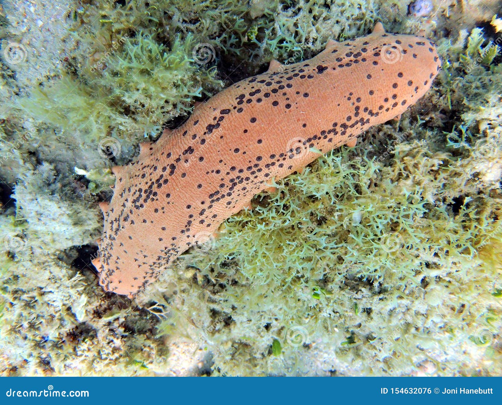 Sea Cucumber Sitting on the Bottom of the Ocean Stock Photo - Image of ...