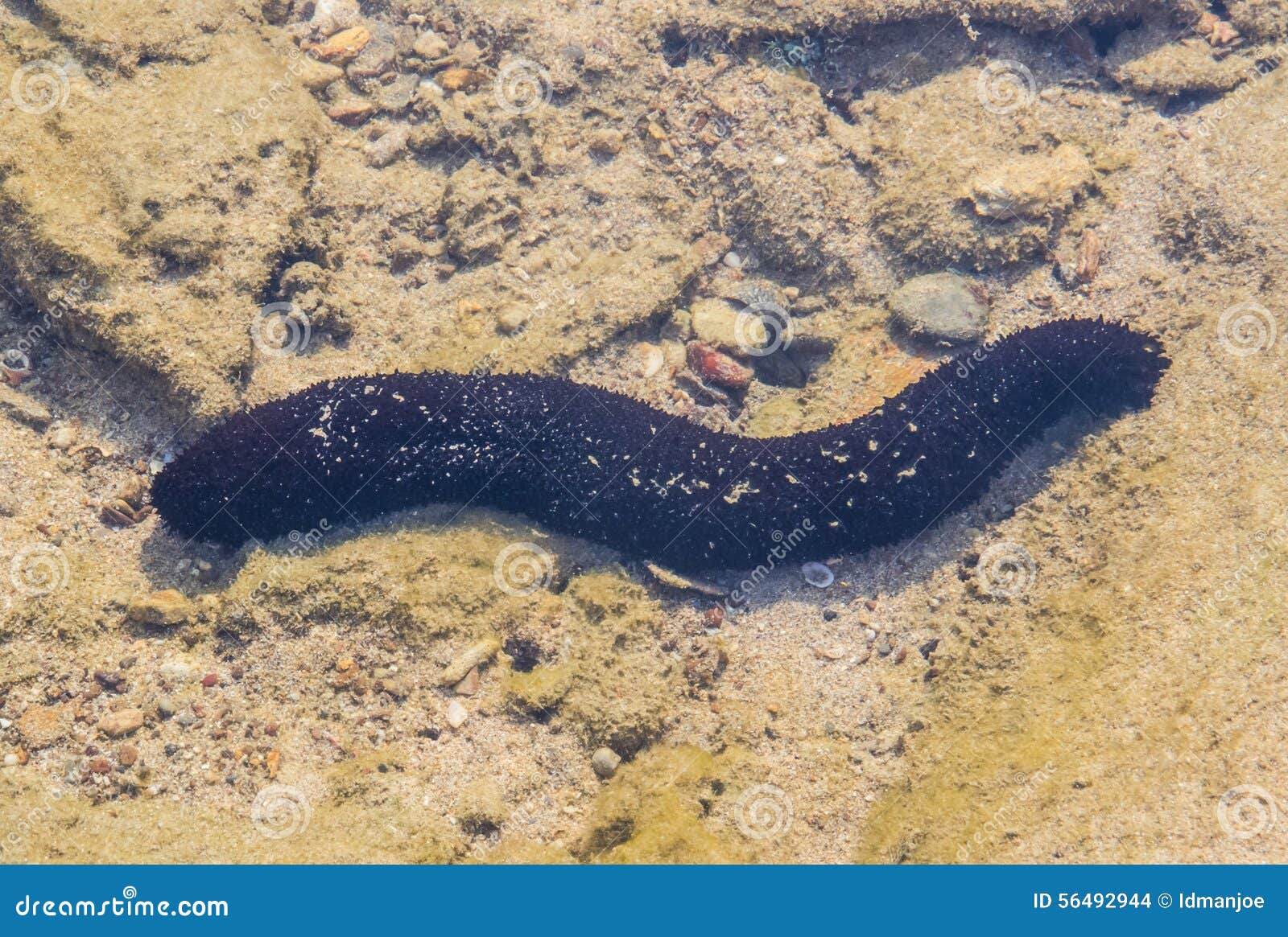 Sea cucumber stock photo. Image of cucumbers, fish, anemone - 56492944