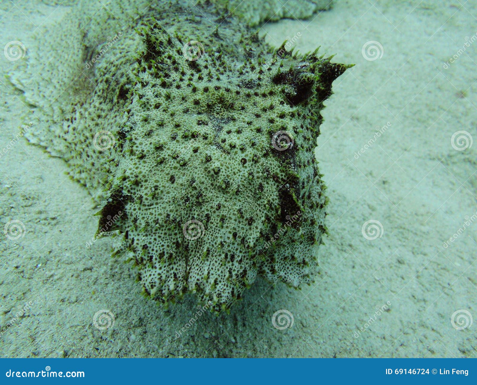 Sea Cucumber stock photo. Image of front, colouring, clown - 69146724