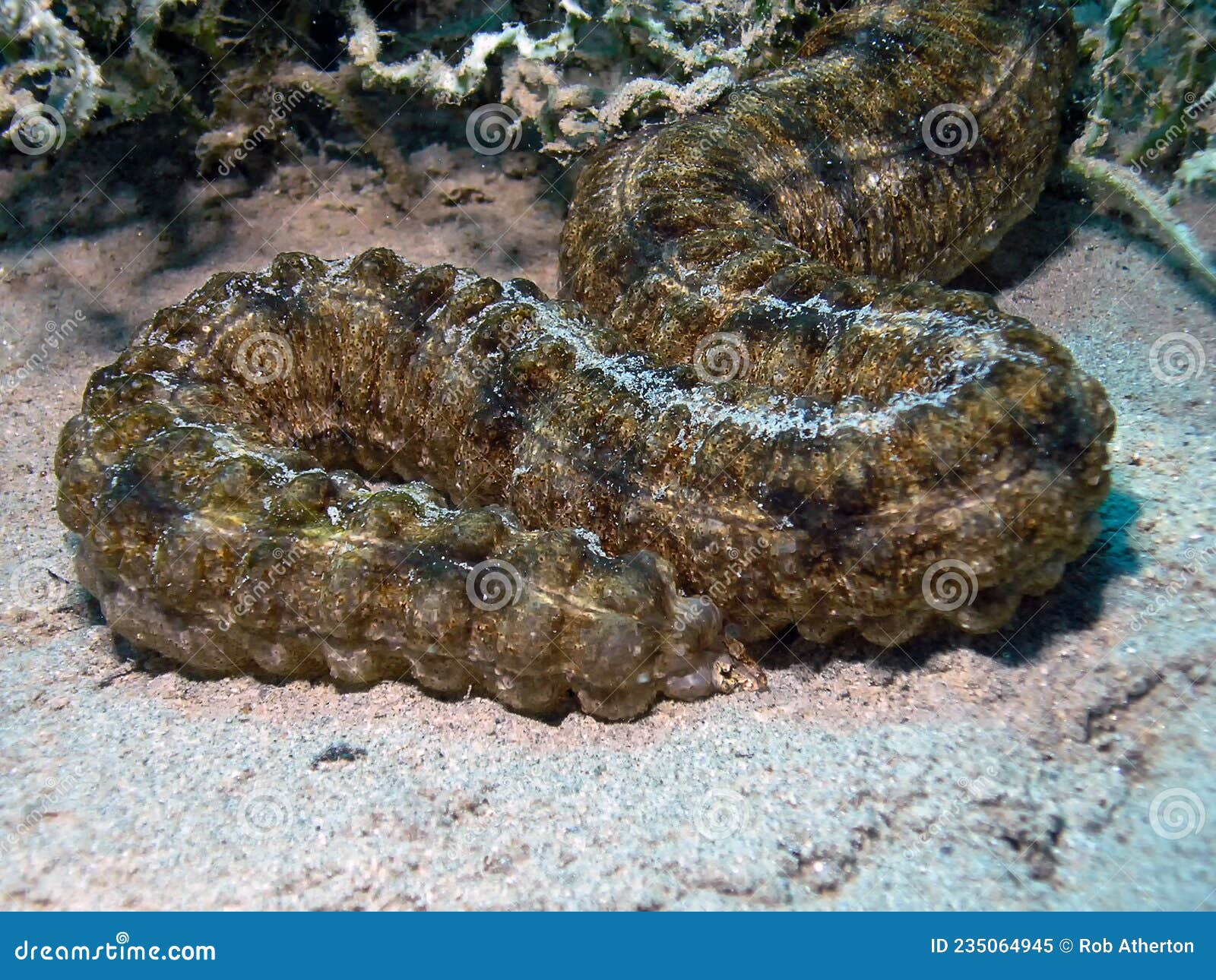 A Sea Cucumber Synaptula Reciprocans in the Red Sea Stock Image - Image ...